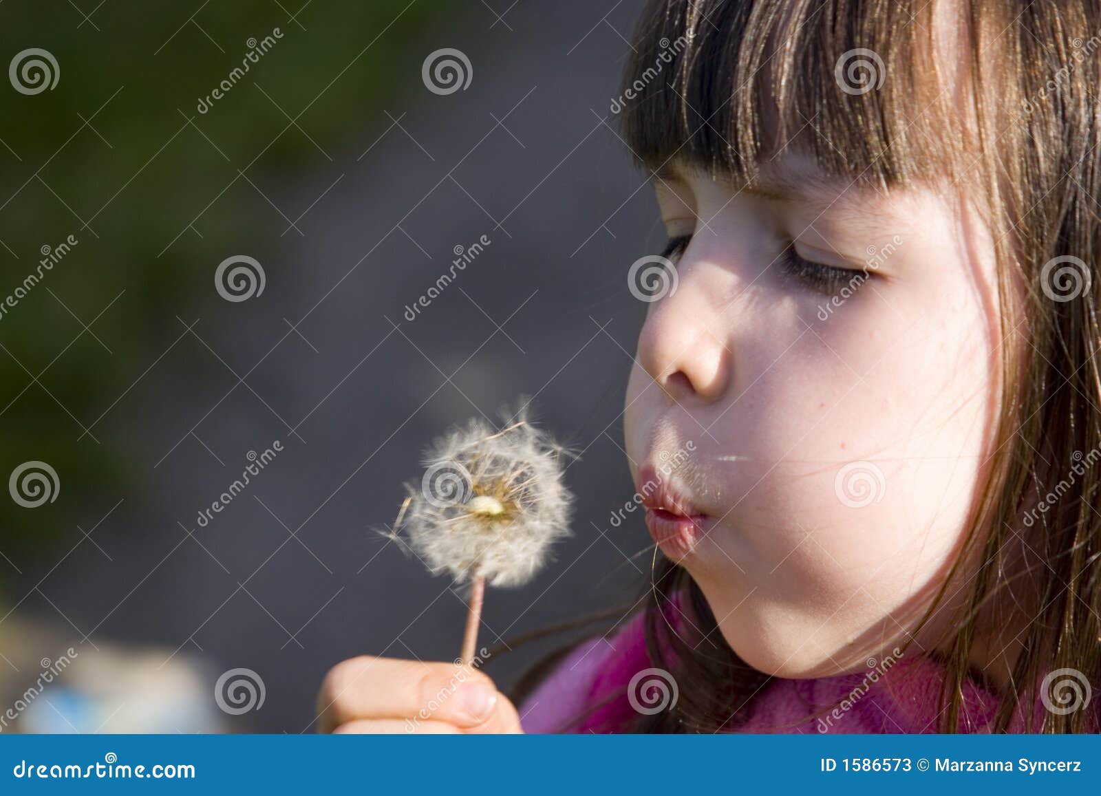 Girl Blowing Dandelion stock image. Image of dandelion - 1586573