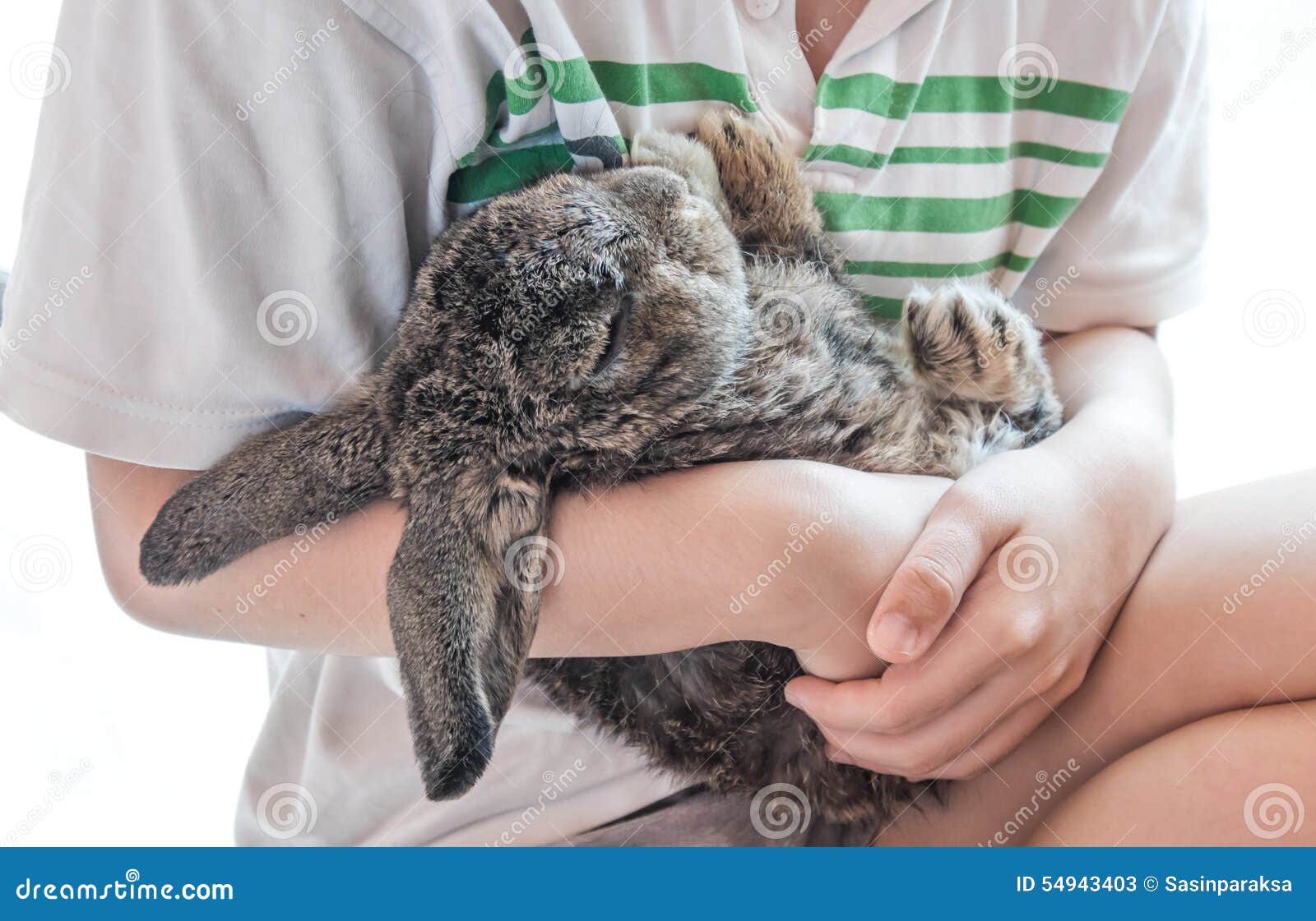 A Girl Carrying Sleeping Fluffy Rabbit, Isolated on White Background ...