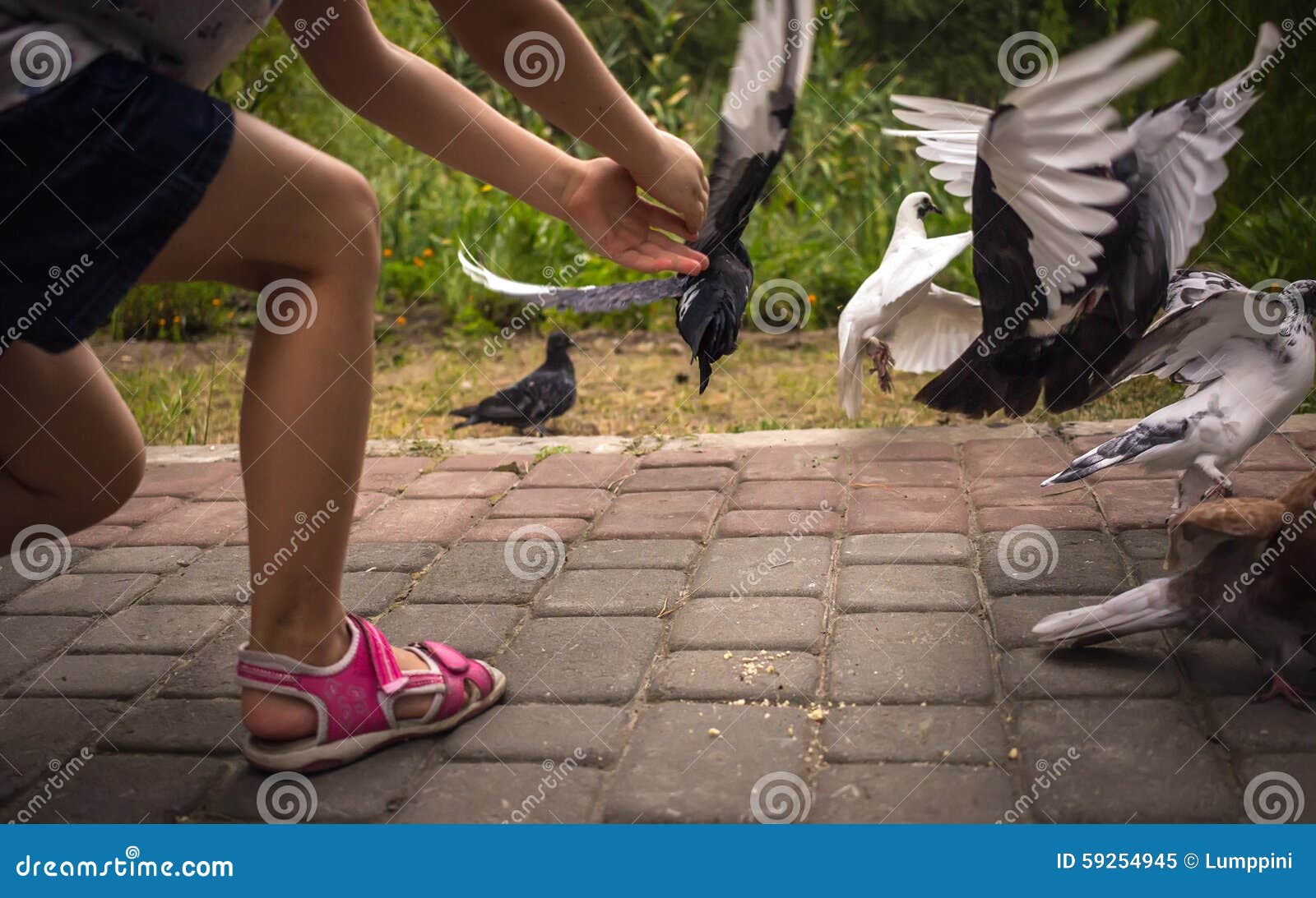 Girl Catches Pigeons in the Park Stock Image - Image of catch, pigeon ...