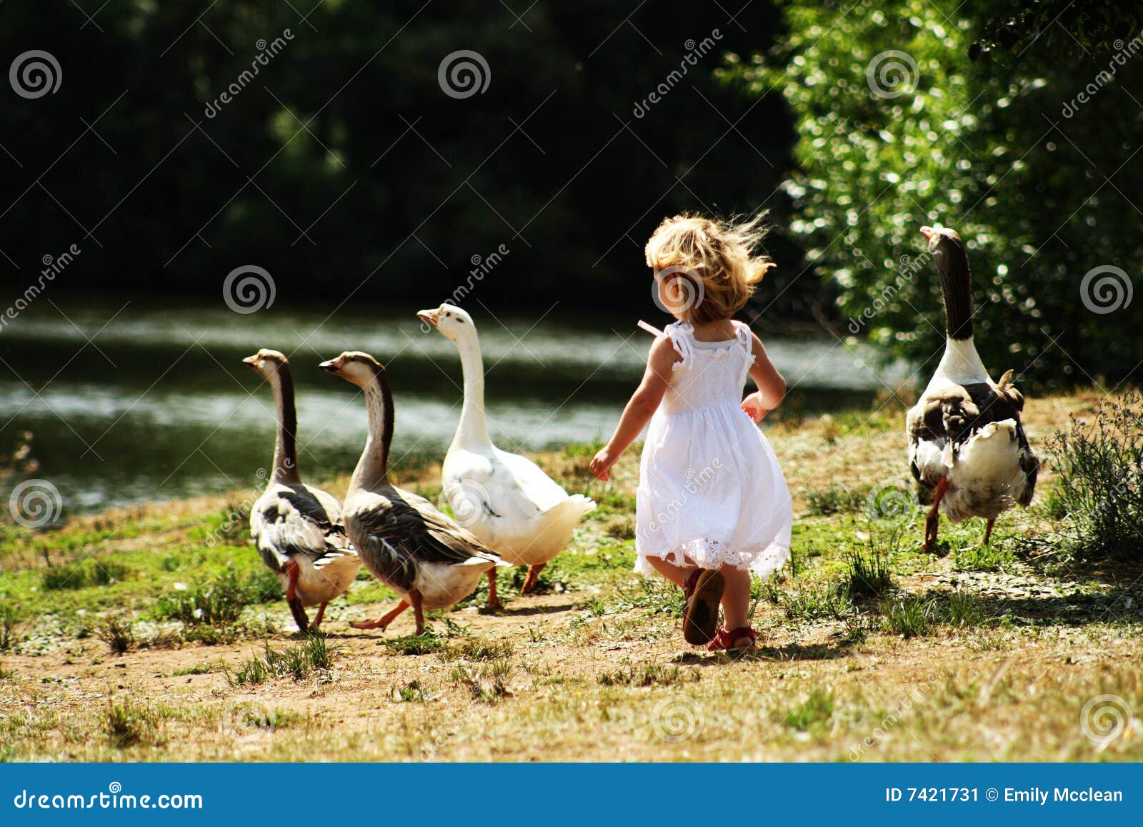 Girl Chasing Geese stock image. Image of summer, riverbank - 7421731