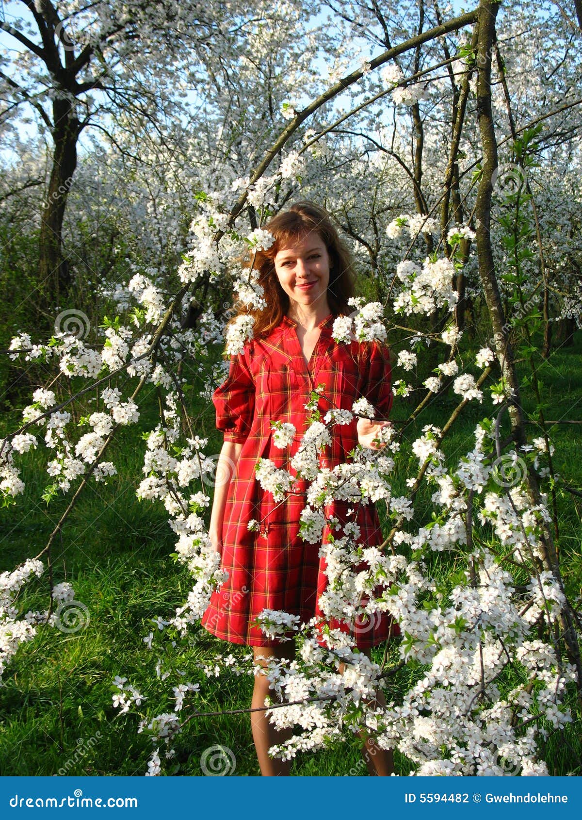 Girl and Cherry-tree stock photo. Image of energy, adult - 5594482