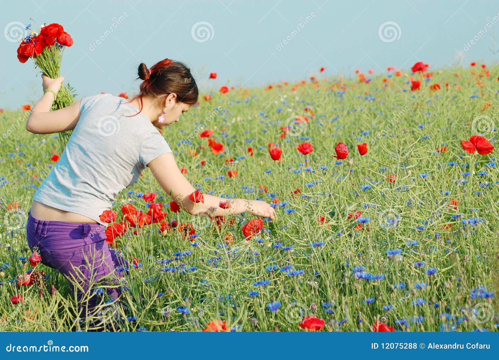 Girl collecting flowers stock photo. Image of freedom - 12075288