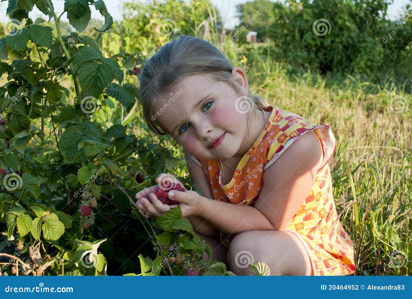 The Girl Collects a Raspberry Stock Photo - Image of raspberry, collect ...