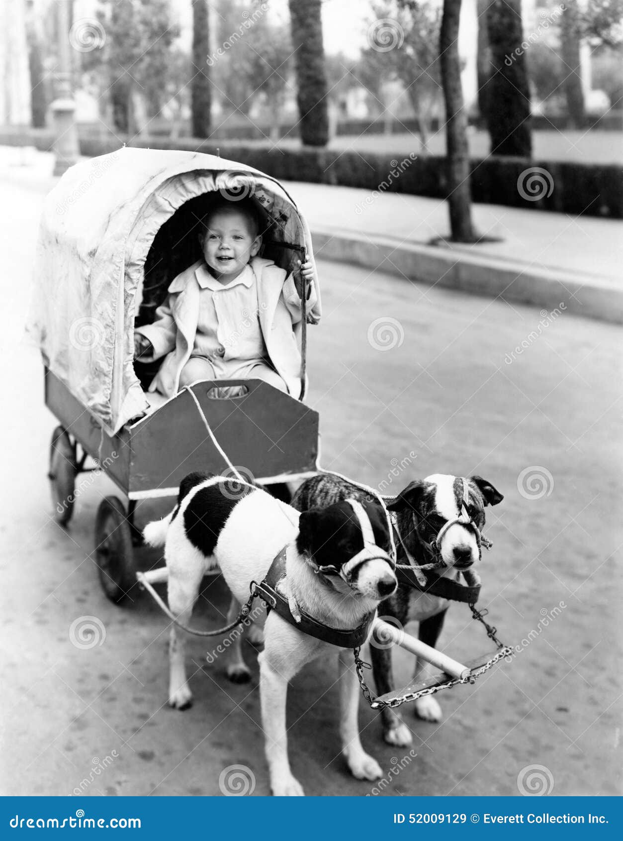Girl in Covered Wagon Pulled by Dogs Stock Image - Image of exterior ...
