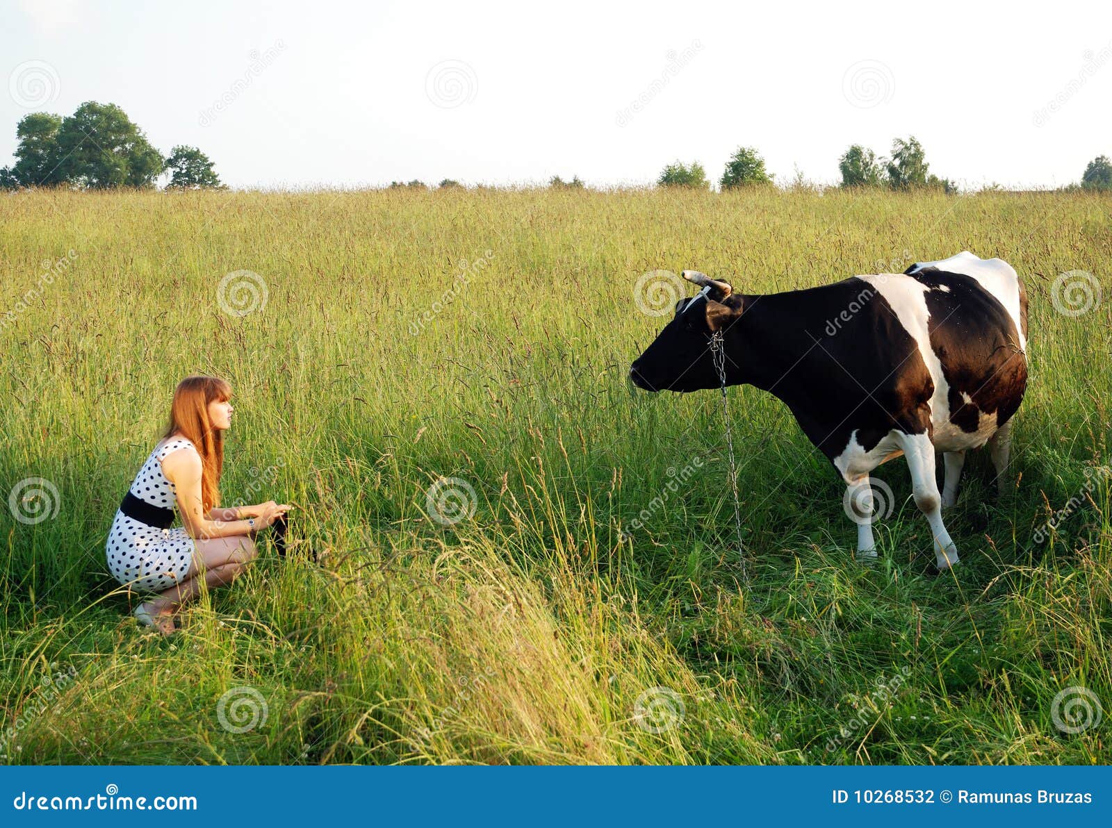 The Girl and the Cow stock photo. Image of woman, lithuania - 10268532