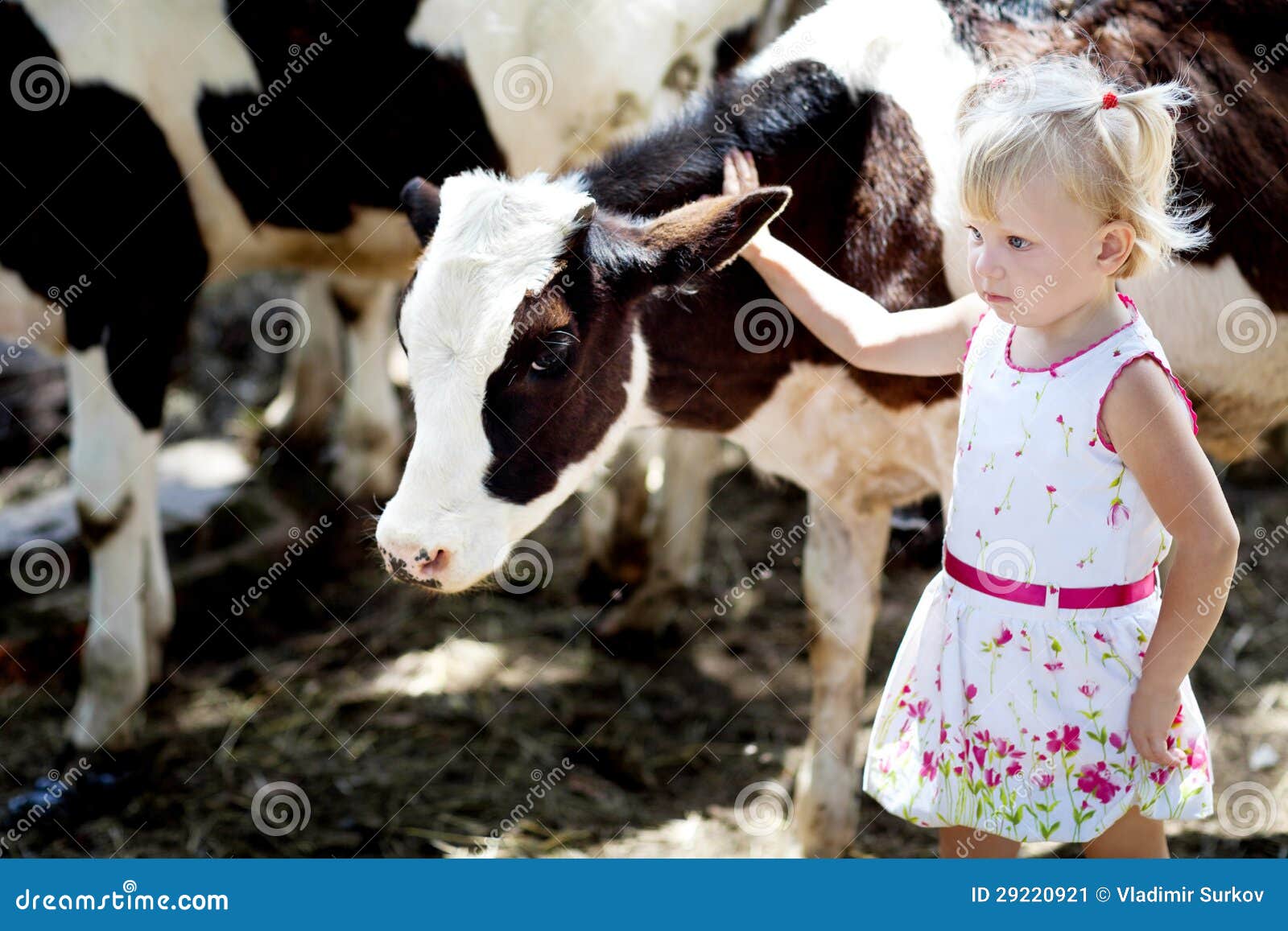 Girl and a cow stock image. Image of colorful, beautiful - 29220921