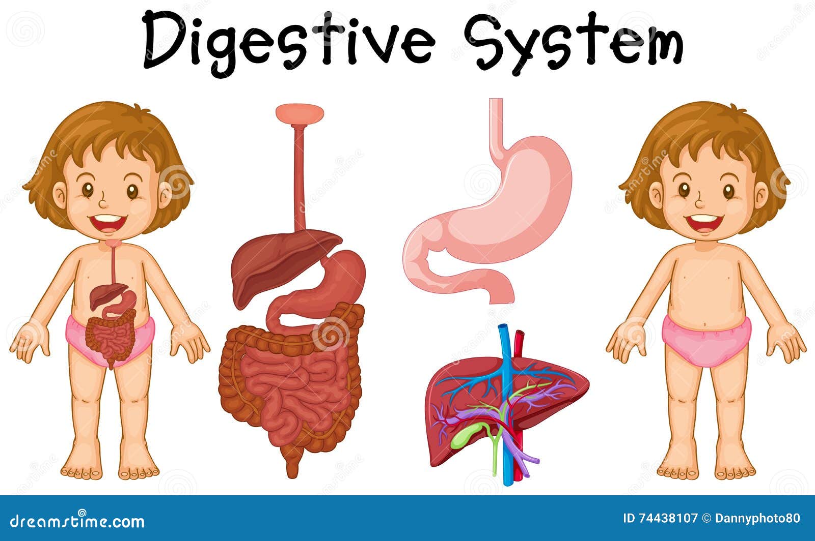 Girl and Digestive System Diagram Stock Vector - Illustration of ... Girl and Digestive System Diagram Stock Vector - Illustration of ...