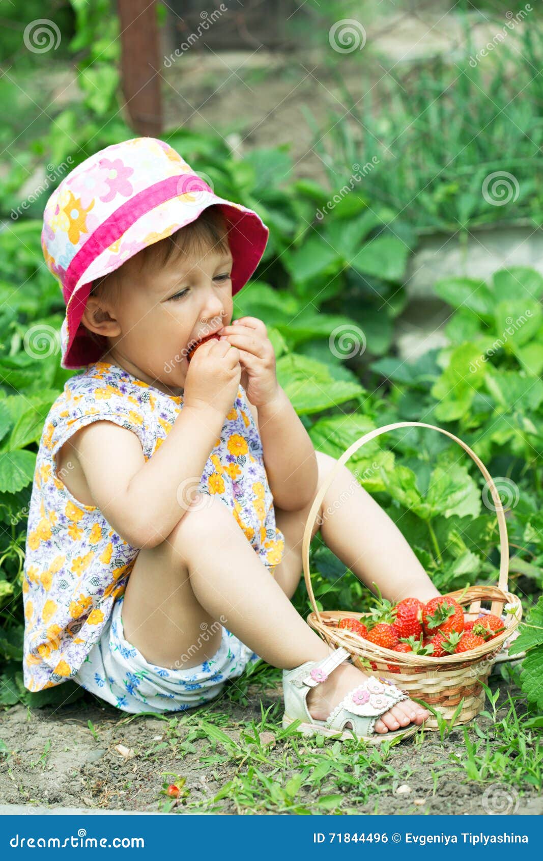 Girl eating strawberries stock photo. Image of strawberries - 71844496