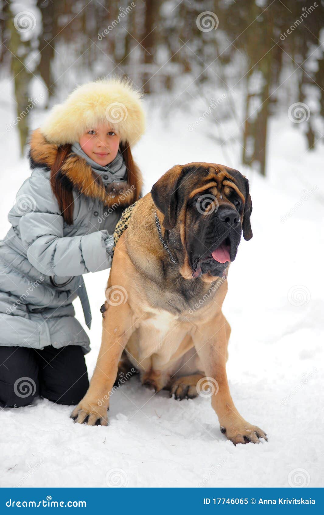 Girl with an English Mastiff Stock Image - Image of hair, family: 17746065