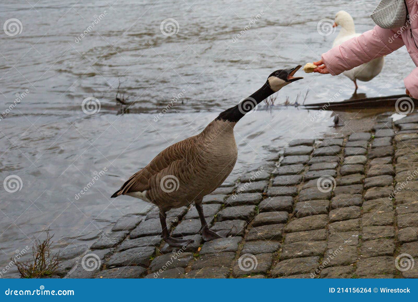Girl Feeding Canada Goose with Bread Stock Photo - Image of goose ...
