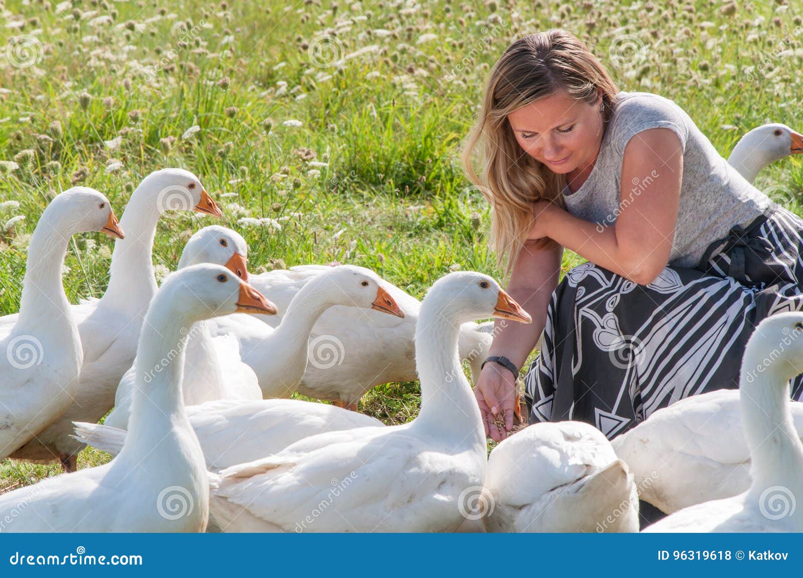 Girl Feeding Geese in a Field Stock Photo - Image of nestling, green ...