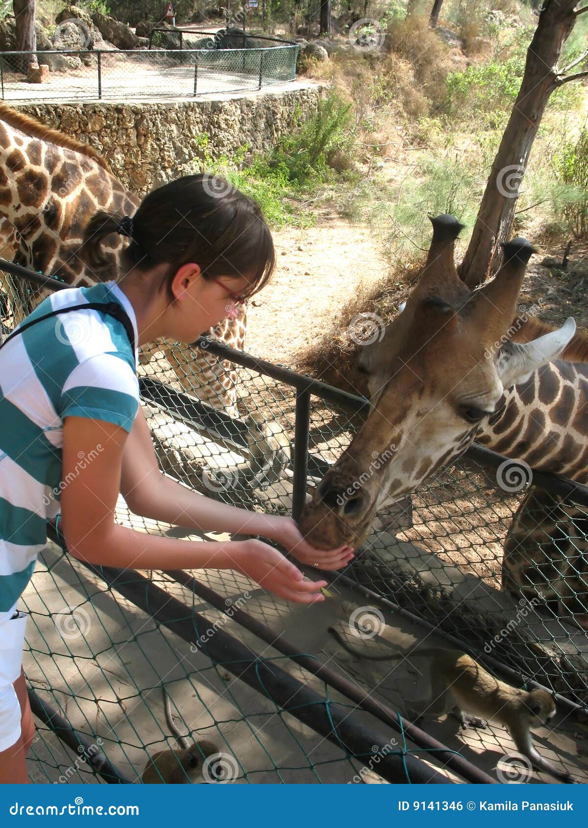 Girl feeding giraffes stock photo. Image of giraffe, girl - 9141346