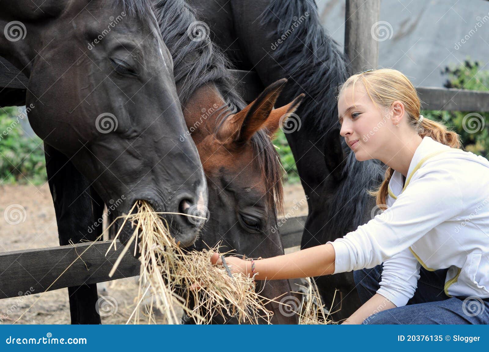 Girl Feeding Horses in the Farm Stock Image - Image of harmony ...