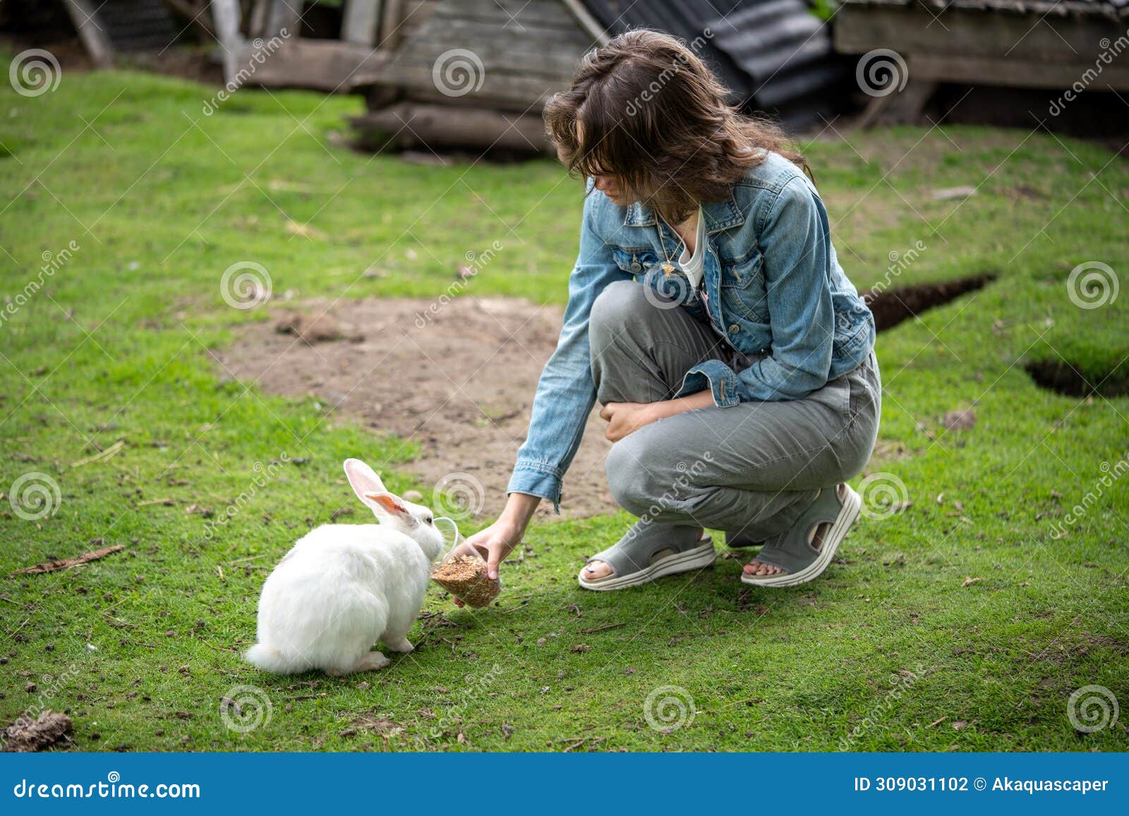 Girl Feeding Rabbit with Grain from a Plastic Cup on Farm Stock Photo ...