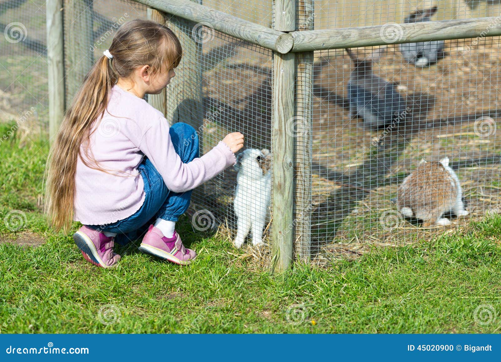 Girl feeding rabbit stock photo. Image of feed, cute - 45020900