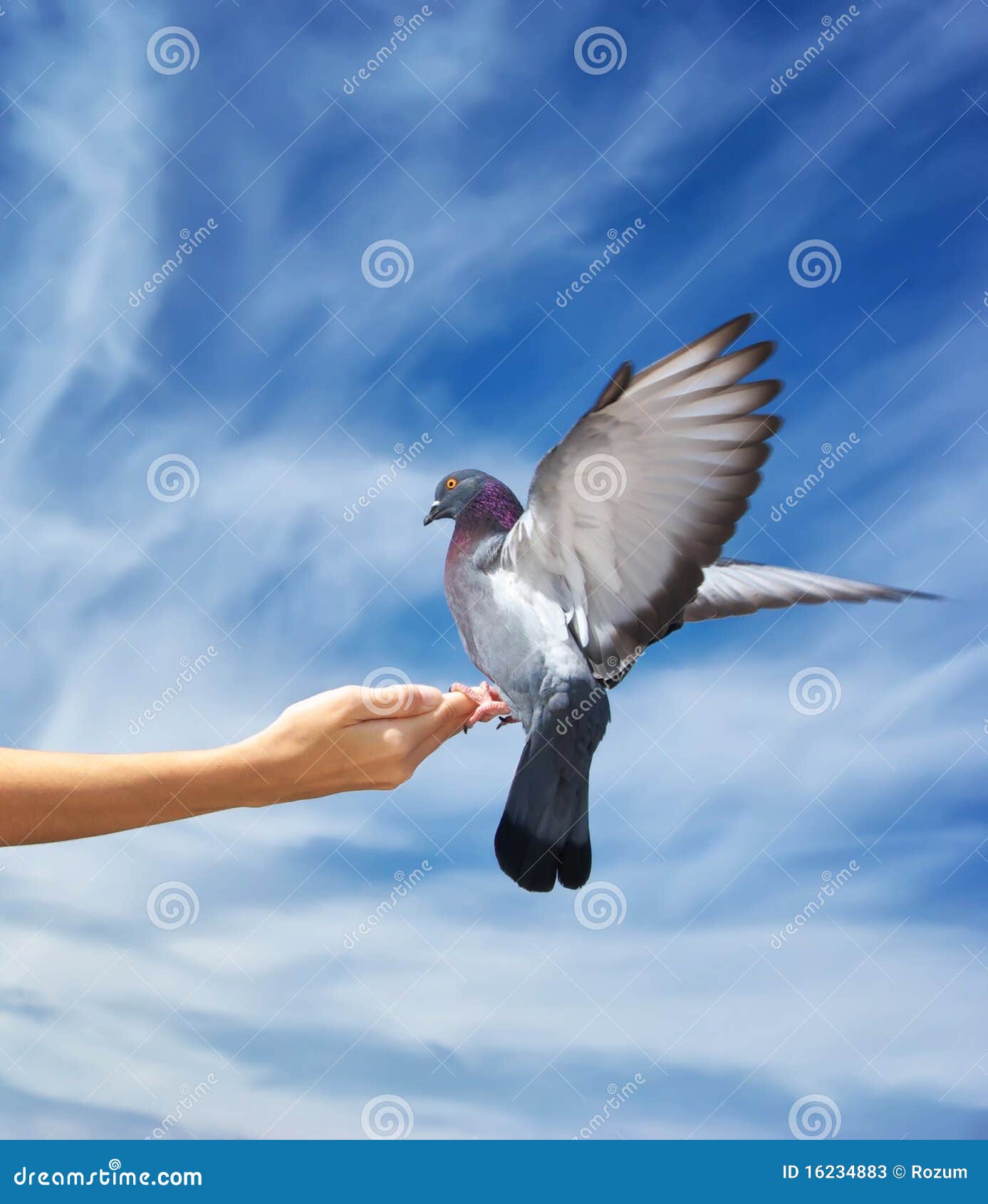 Girl feeds the dove stock image. Image of bird, conceptual - 16234883