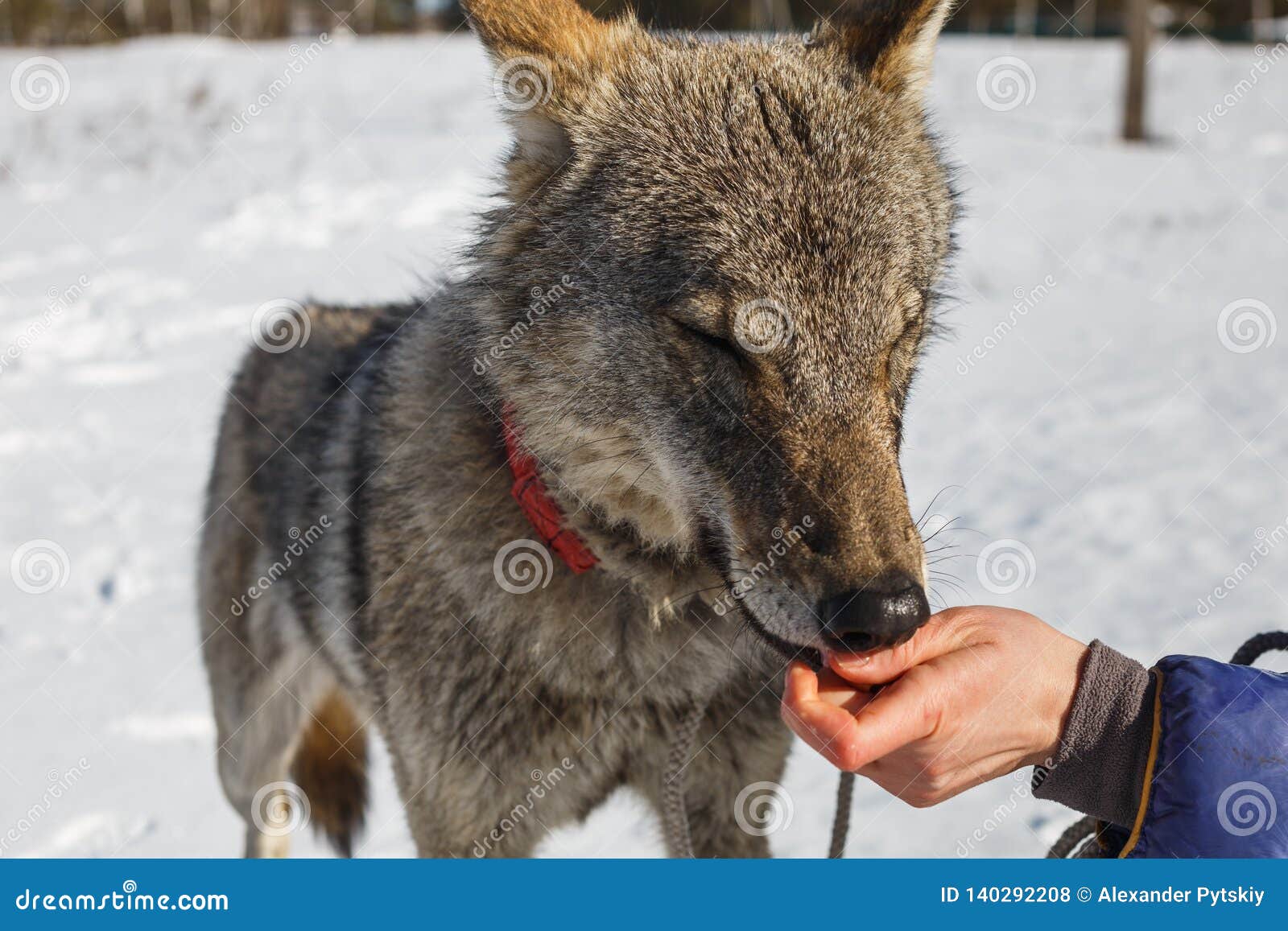 The Girl Feeds from the Hands of the Wild Gray Wolf Stock Photo - Image ...