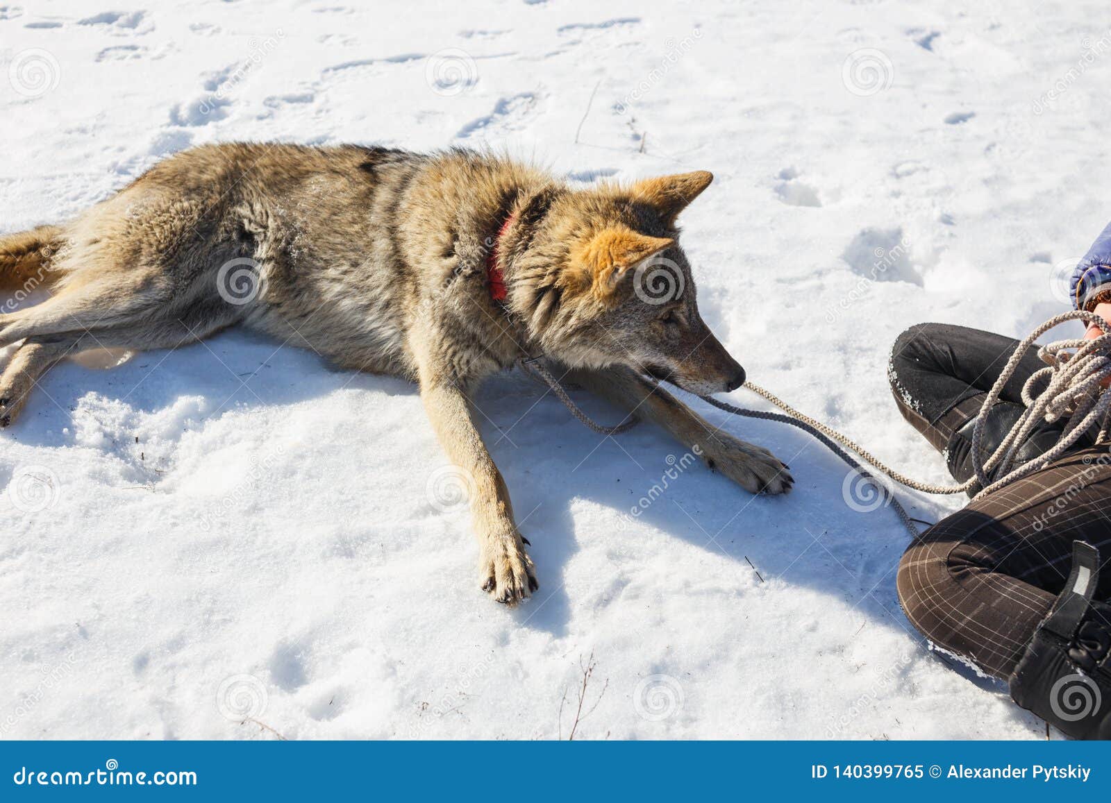 The Girl Feeds from the Hands of the Wild Gray Wolf Stock Image - Image ...