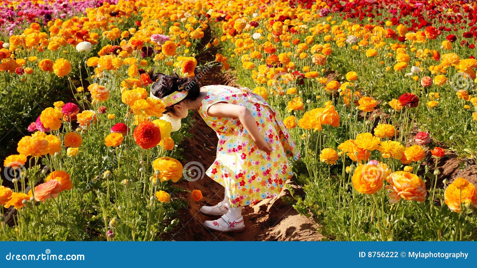 Girl in the flower field stock photo. Image of color, happy - 8756222