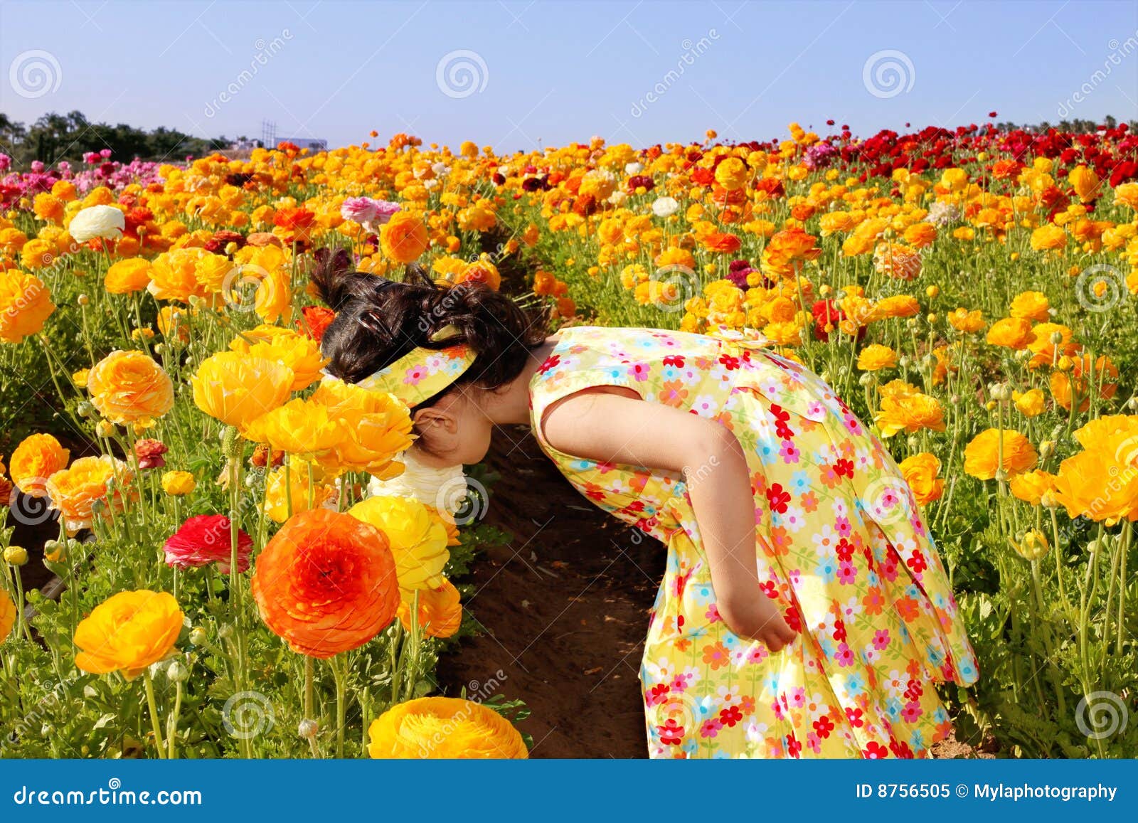 Girl in the flower field stock image. Image of beds, annuals - 8756505