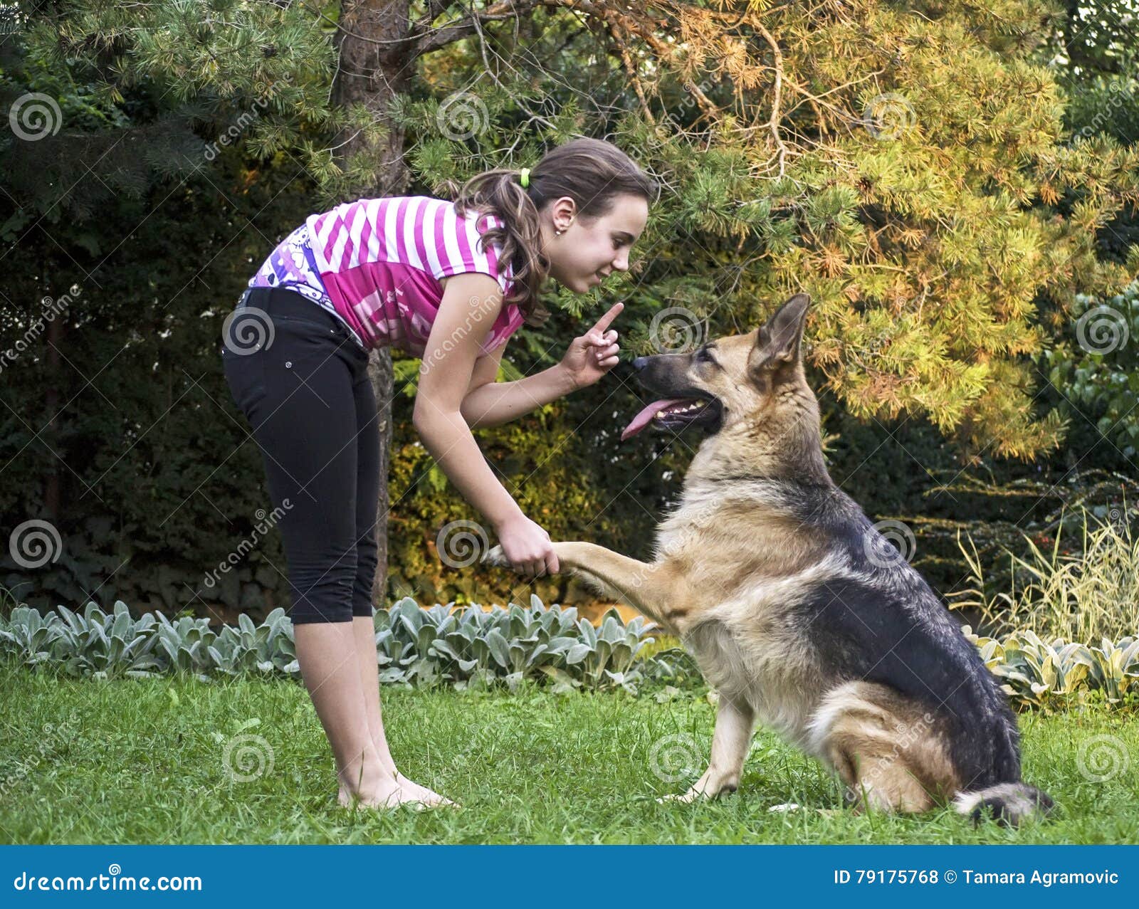 Girl with a German Shepherd Stock Photo - Image of concept, canine ...
