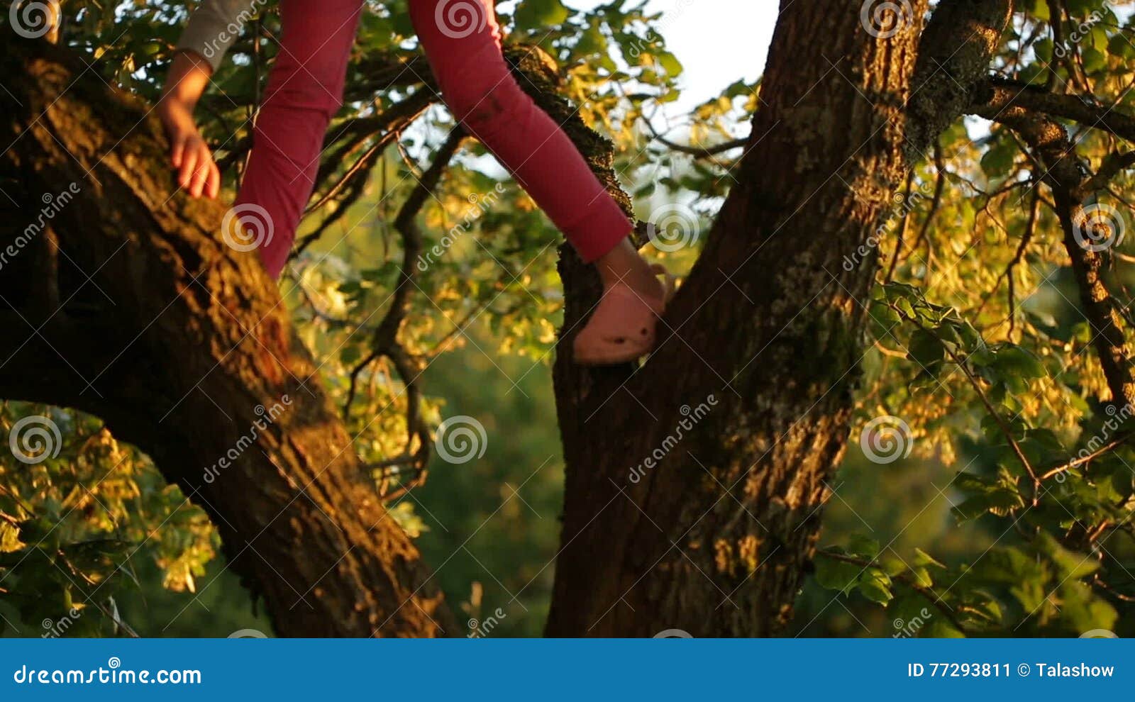 Girl goes down from tree stock video. Video of bark, hanging - 77293811