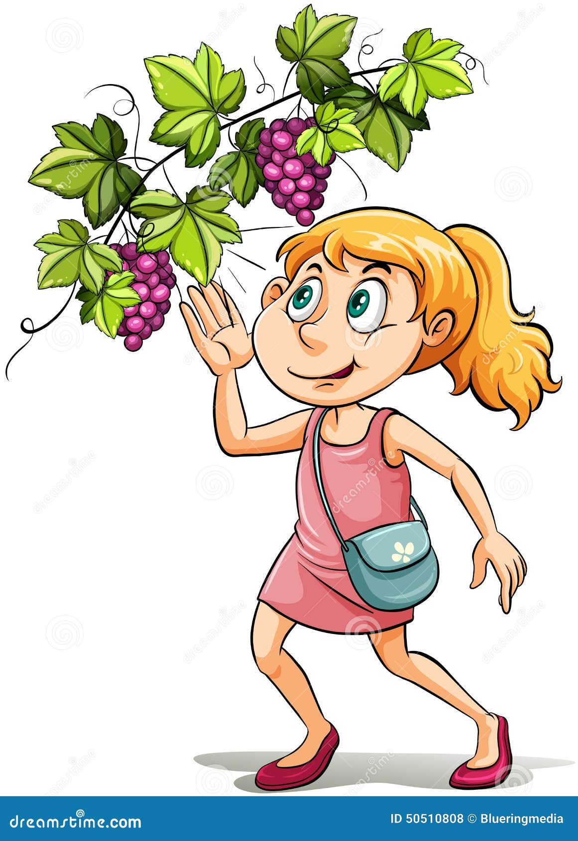 Grapevine On White Background. Green Leaf With Branch. Green Outline ...