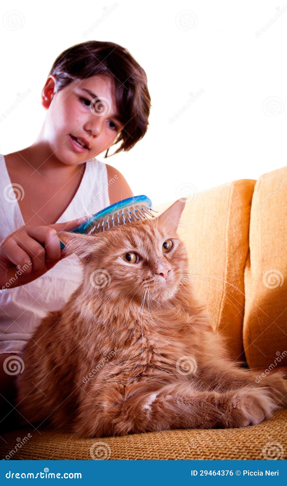 Girl grooming her cat stock photo. Image of longhaired - 29464376
