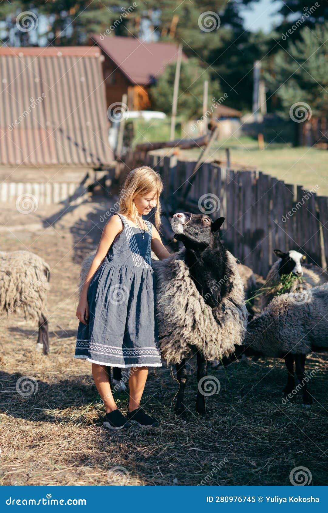 Girl among a Group of Sheep. Sheep Farm Stock Image - Image of ...