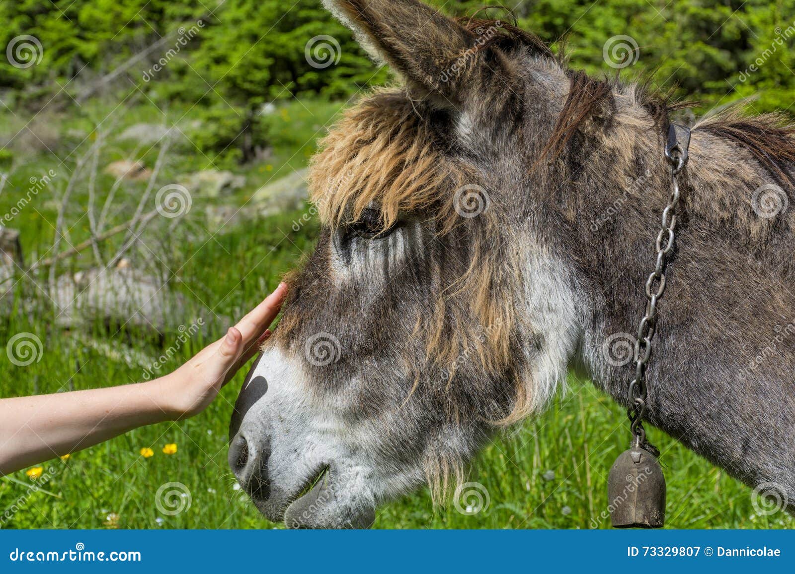 Girl Hand Caressing a Beautiful Donkey Close Up Stock Image - Image of ...