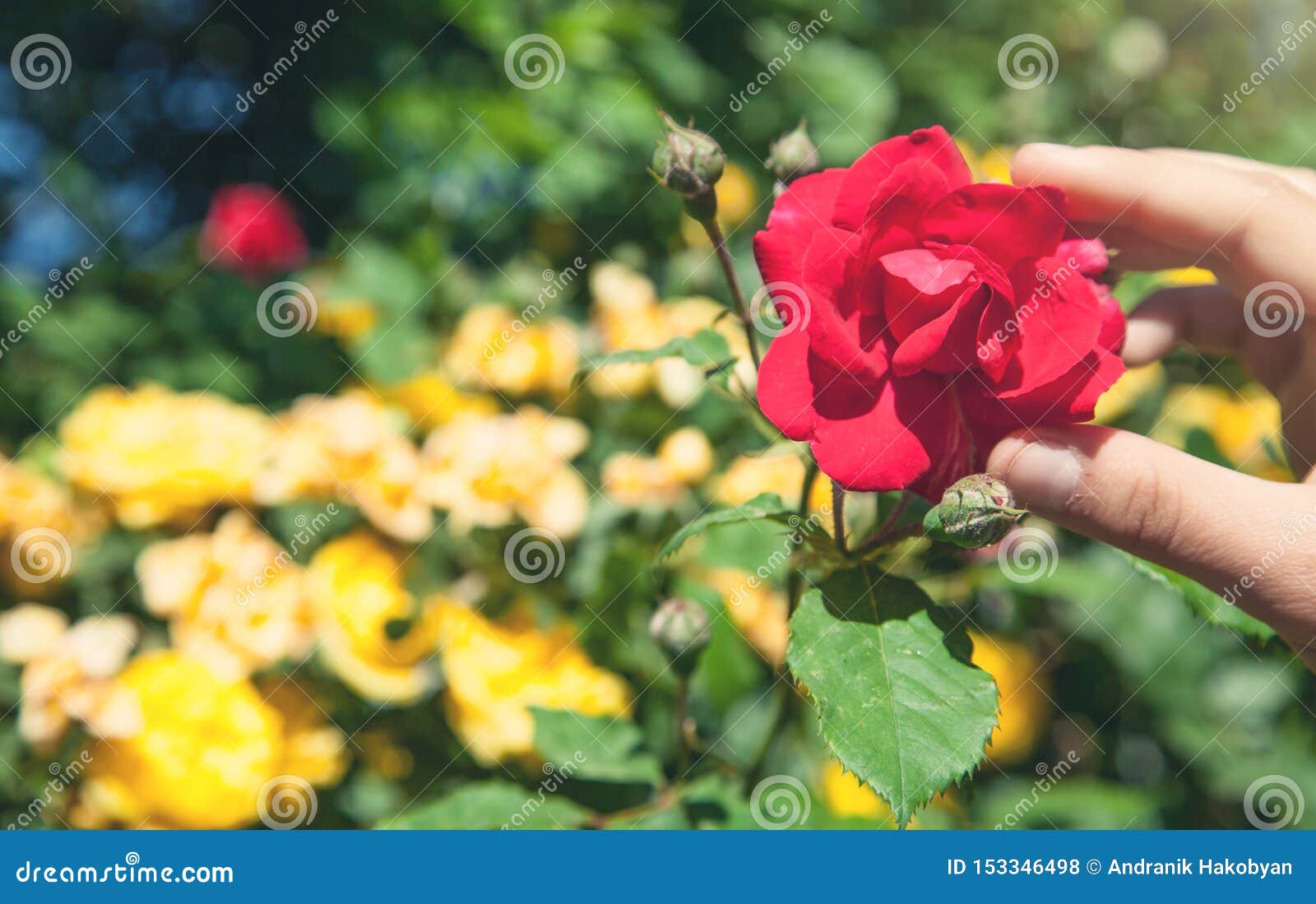 Girl hand holding red rose stock photo. Image of fresh - 153346498