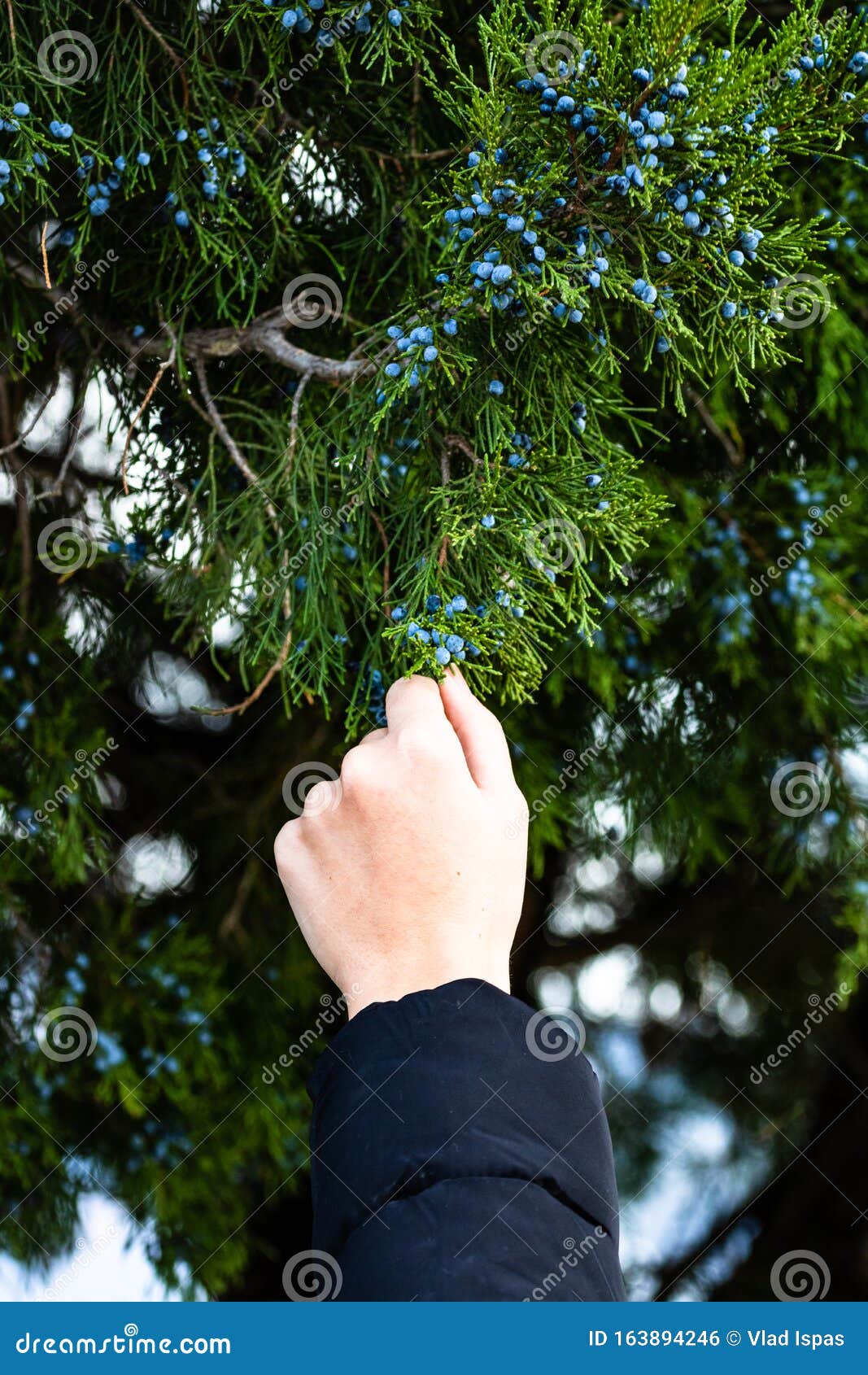 Girl Hand Picking Some Wild Fruits from a Tree Stock Photo - Image of ...