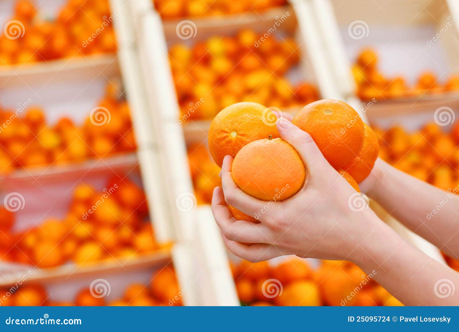 Girl Hands Hold Oranges in Large Shop Stock Photo - Image of citrus ...