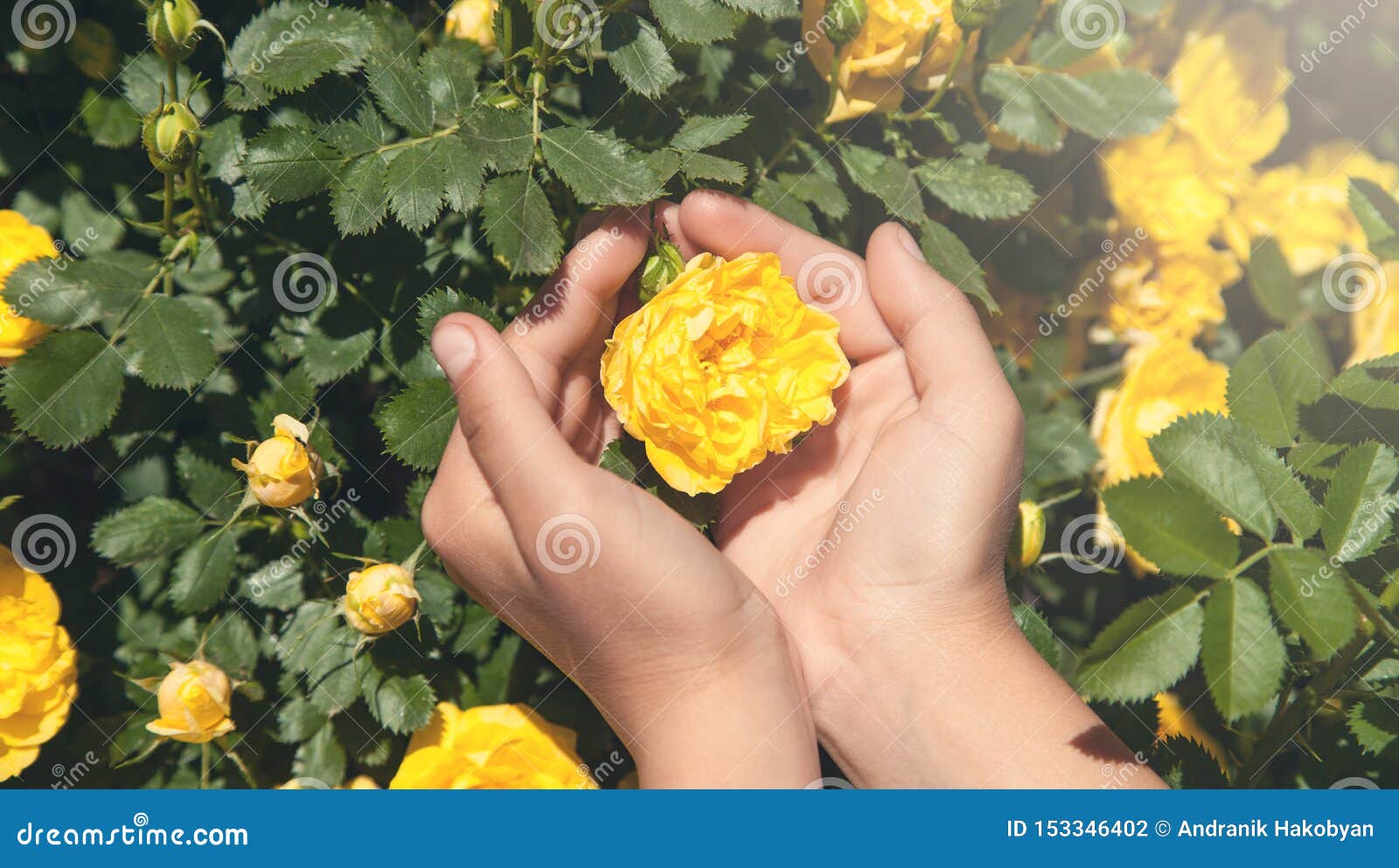 Girl Hands Holding Yellow Rose Stock Photo - Image of plant, floral ...