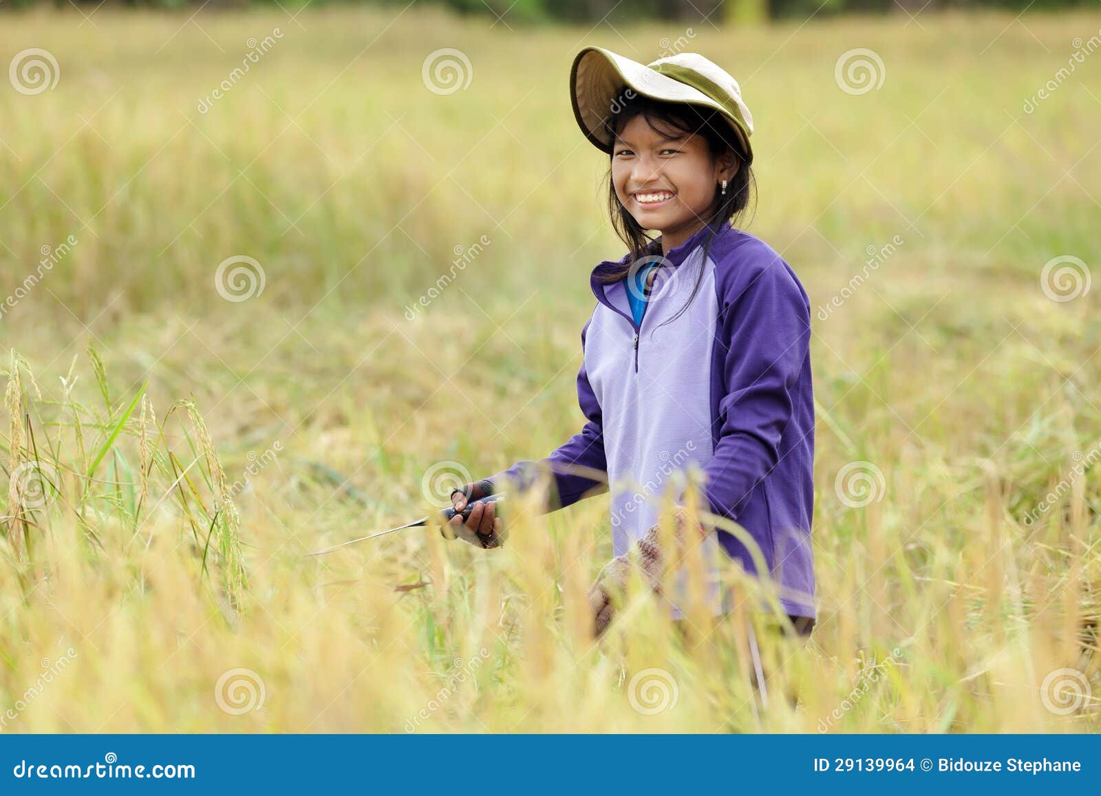 Girl harvesting rice stock photo. Image of countryside - 29139964