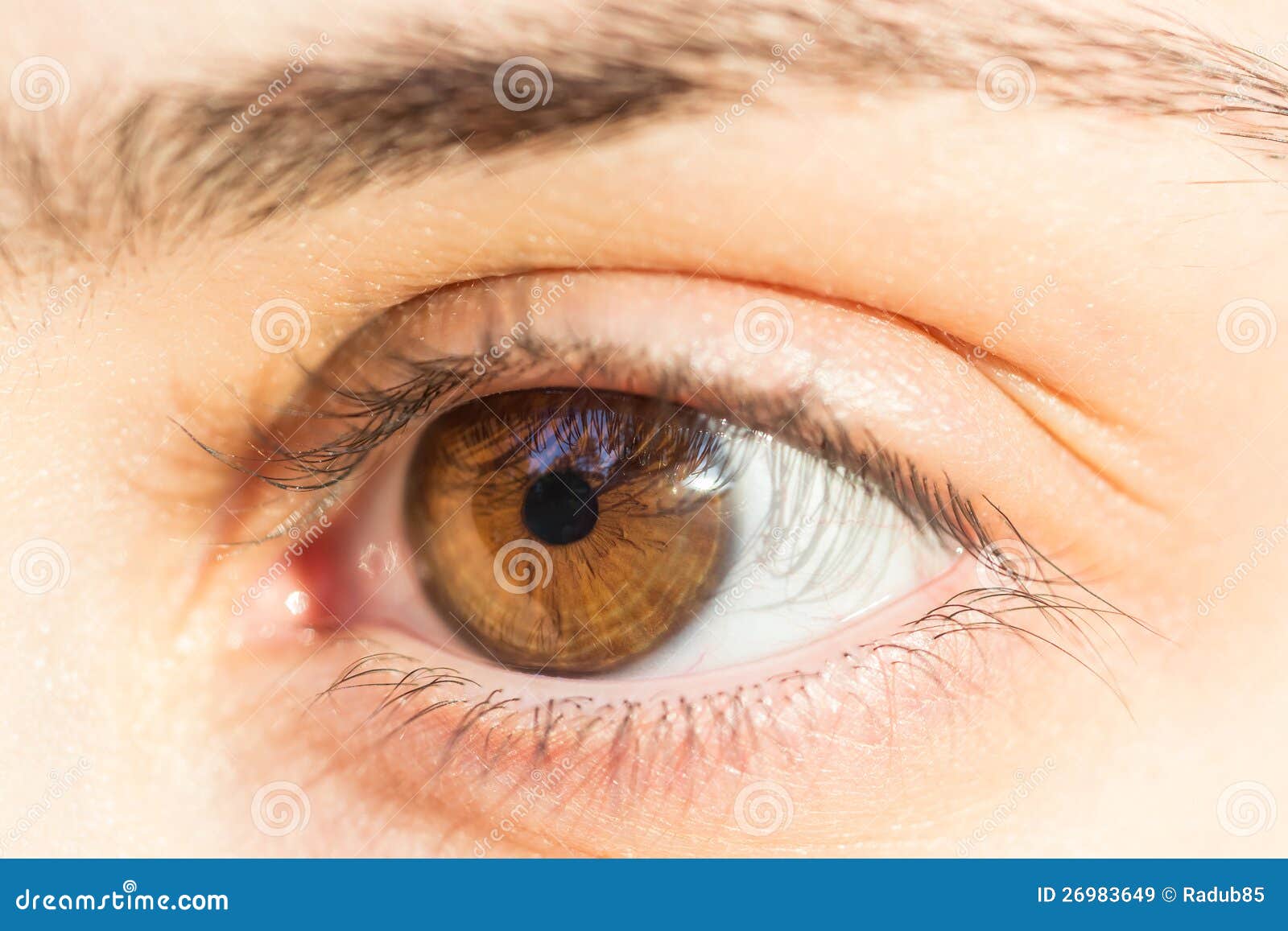 Girl Hazel Eye stock image. Image of ball, arteries, eyelash - 26983649