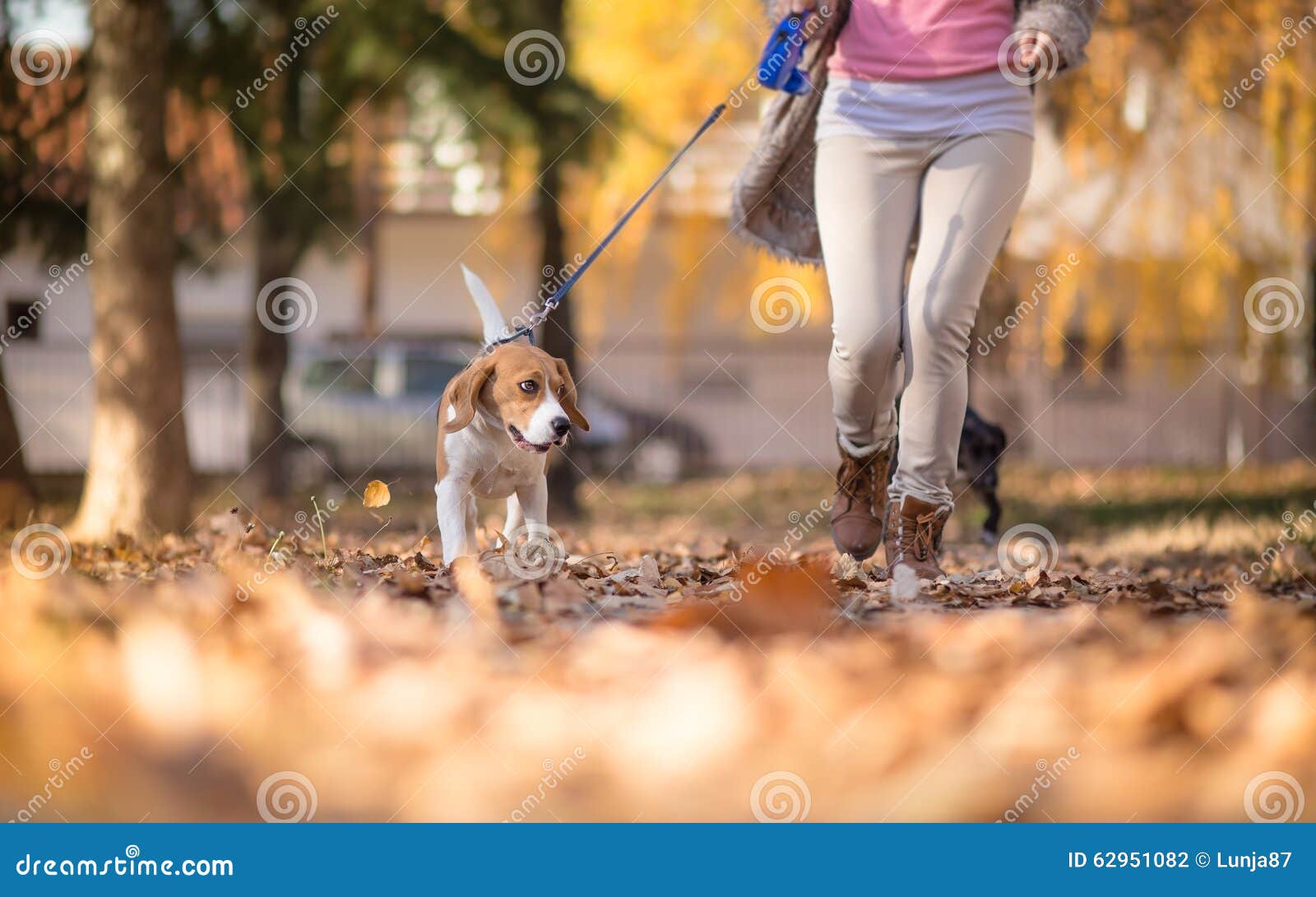 Girl with Her Beagle Dog Jogging in Park Stock Photo - Image of ...