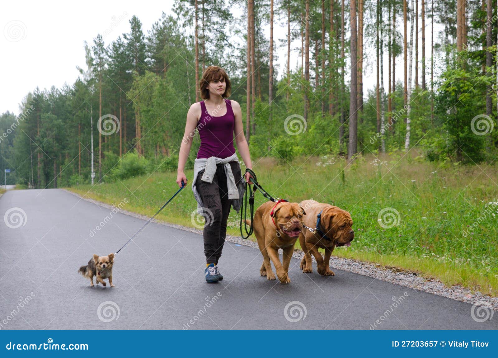 A Girl and Her Dogs Walking in a Summer Forest Stock Image - Image of ...