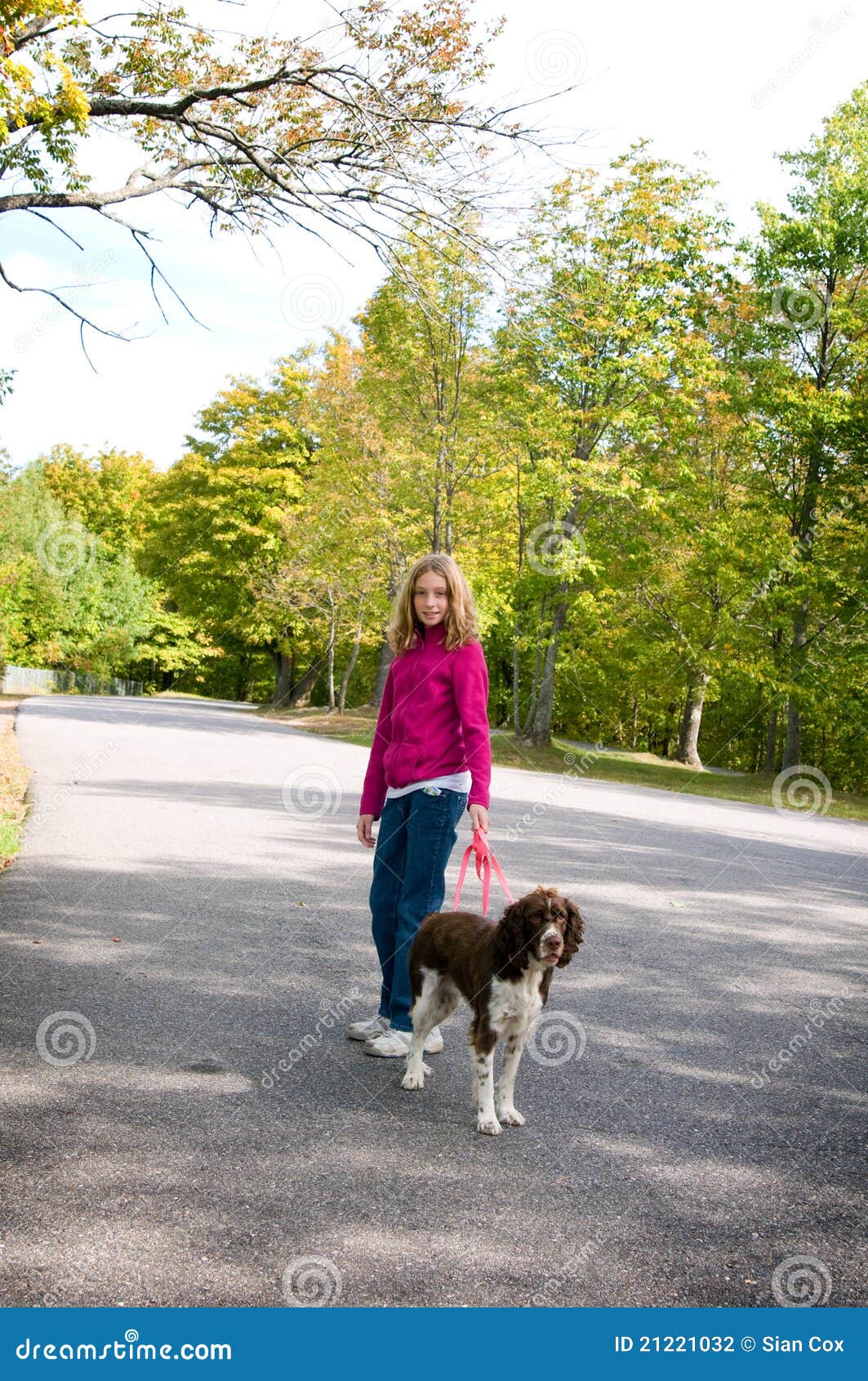 A Girl and Her Springer Spaniel Stock Photo - Image of companion ...