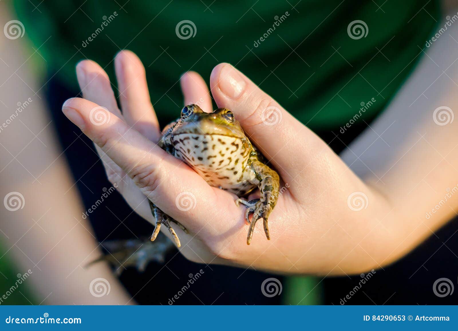 Girl Holding a Frog in a Hand Stock Image - Image of hand, frog: 84290653