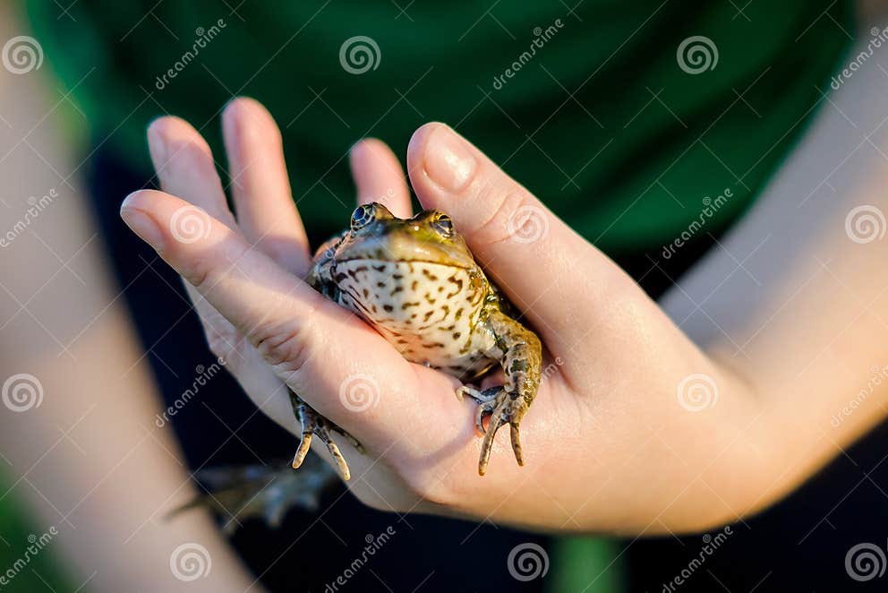Girl Holding a Frog in a Hand Stock Image - Image of hand, frog: 84290653