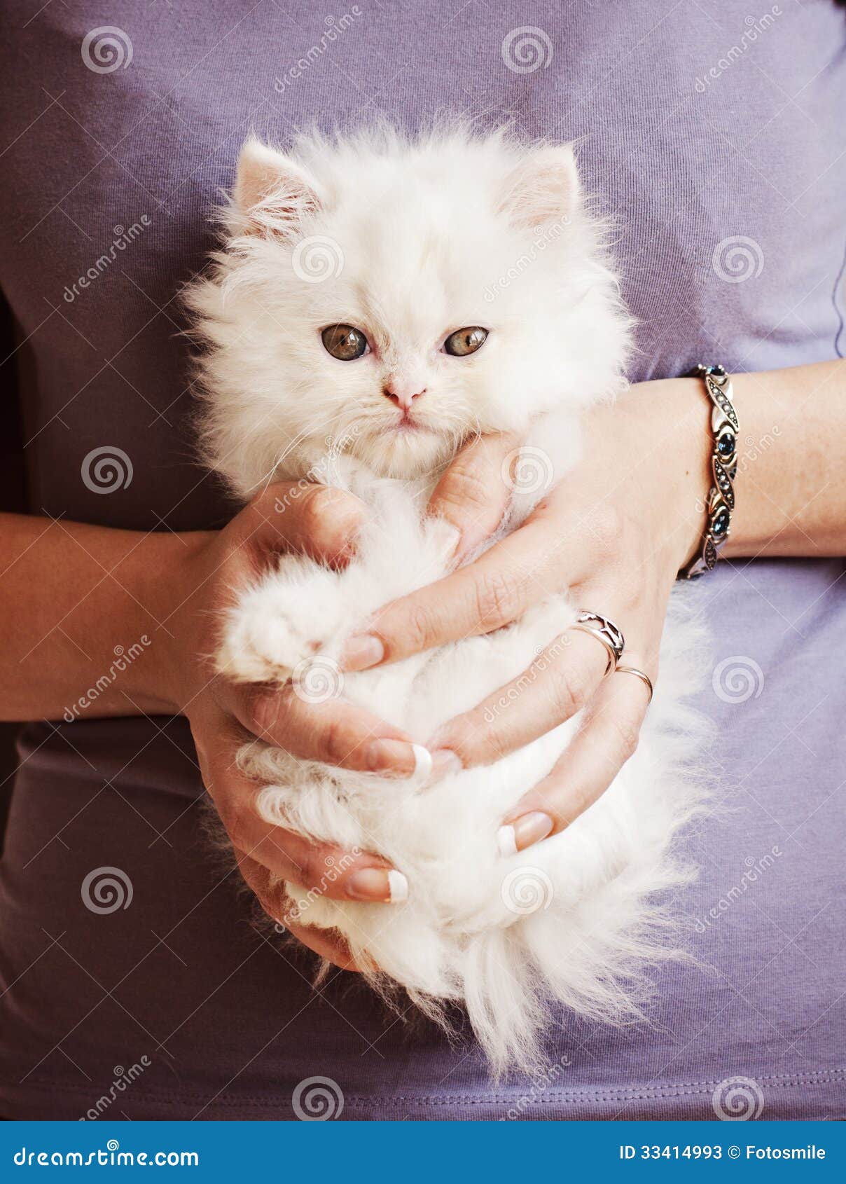 Girl holding kitten stock image. Image of hands, kitten - 33414993