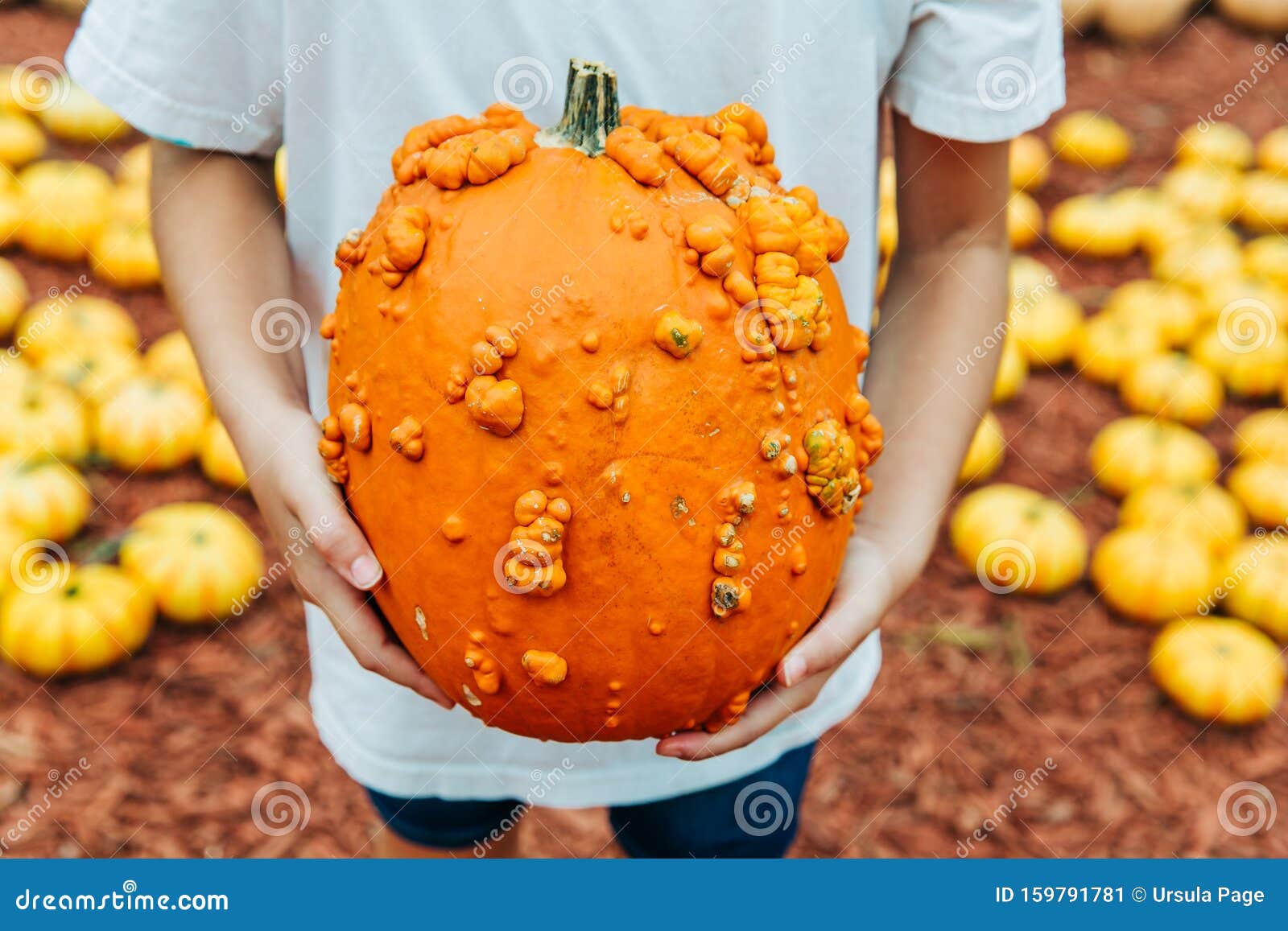 Girl Holding Medium Sized Bumpy Pumpkin Stock Image - Image of color ...