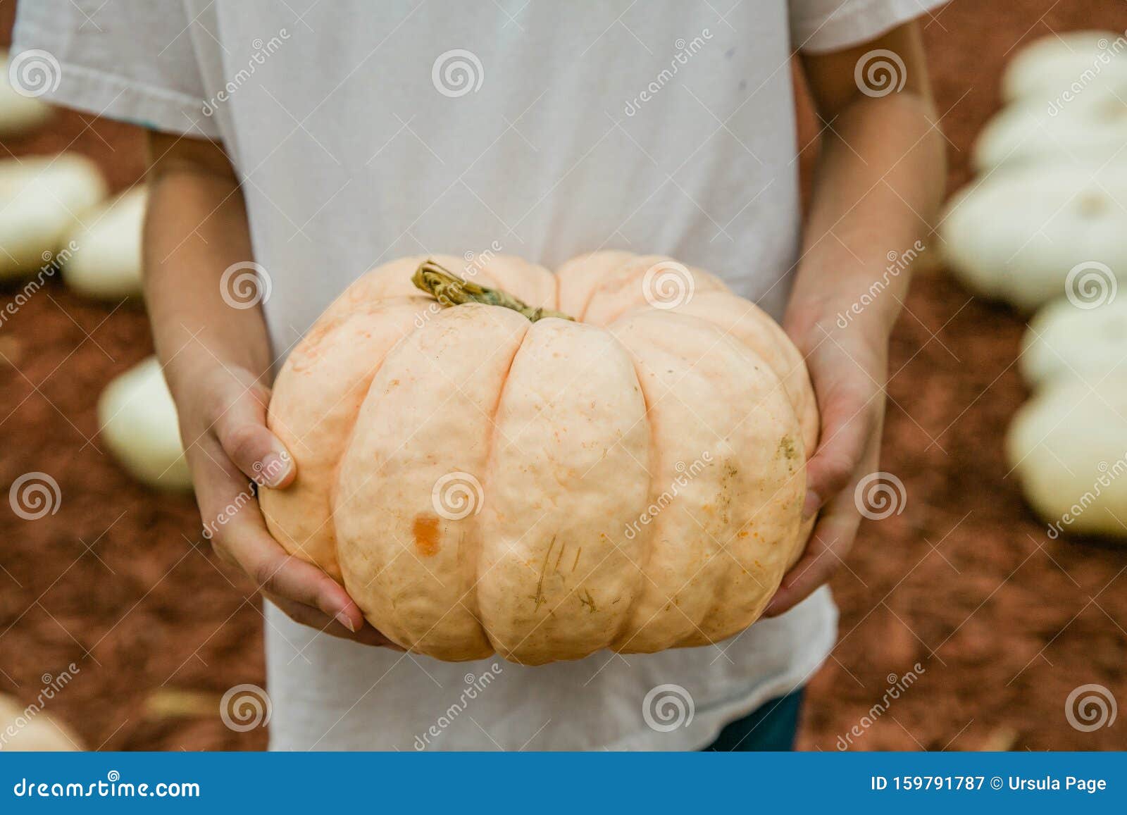 Girl Holding Medium Sized Bumpy Pumpkin Stock Image - Image of hold ...