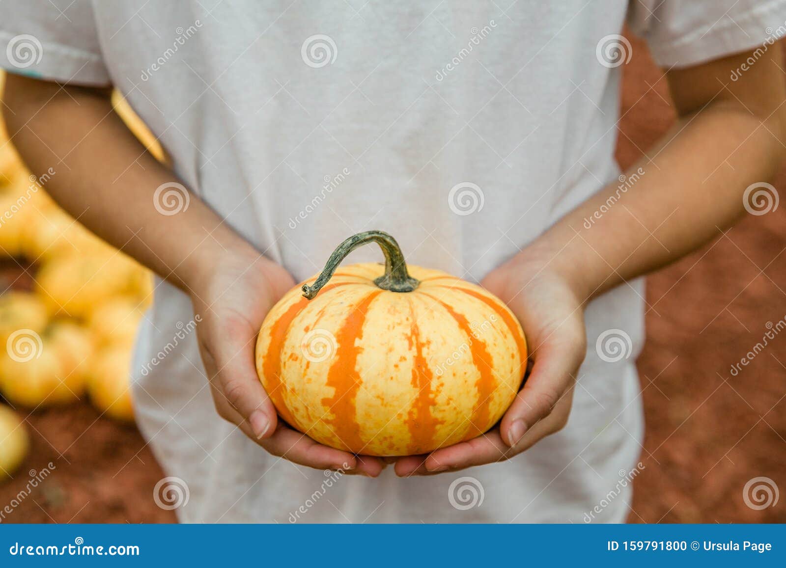 Girl Holding Medium Sized Bumpy Pumpkin Stock Photo - Image of ...