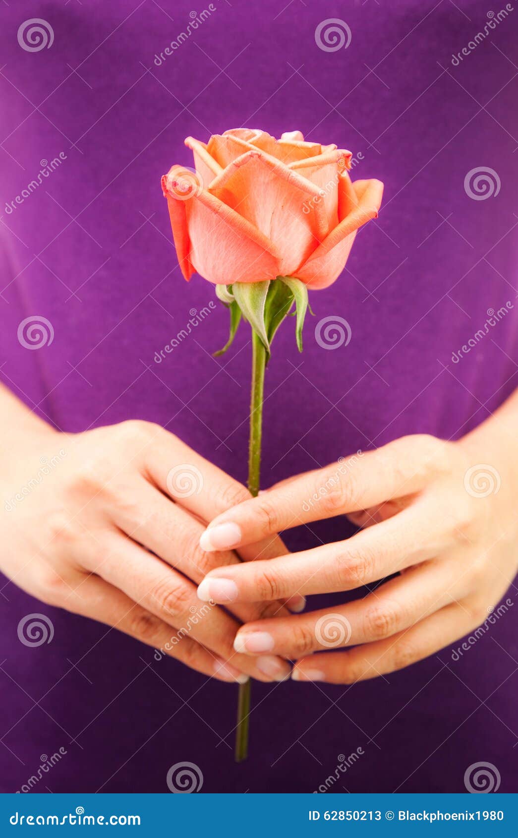 Girl holding rose flower stock image. Image of love, natural - 62850213