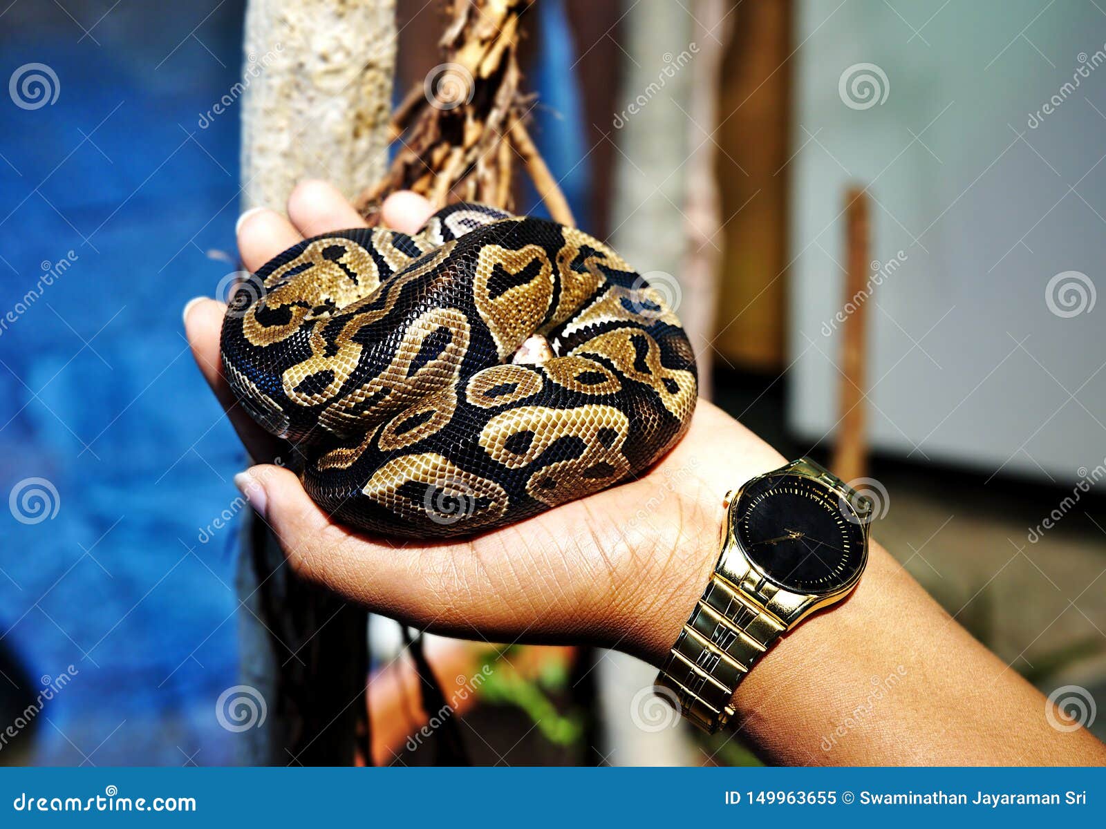 Girl Holding a Royal Ball Python Snake in Her Hand Stock Image - Image ...