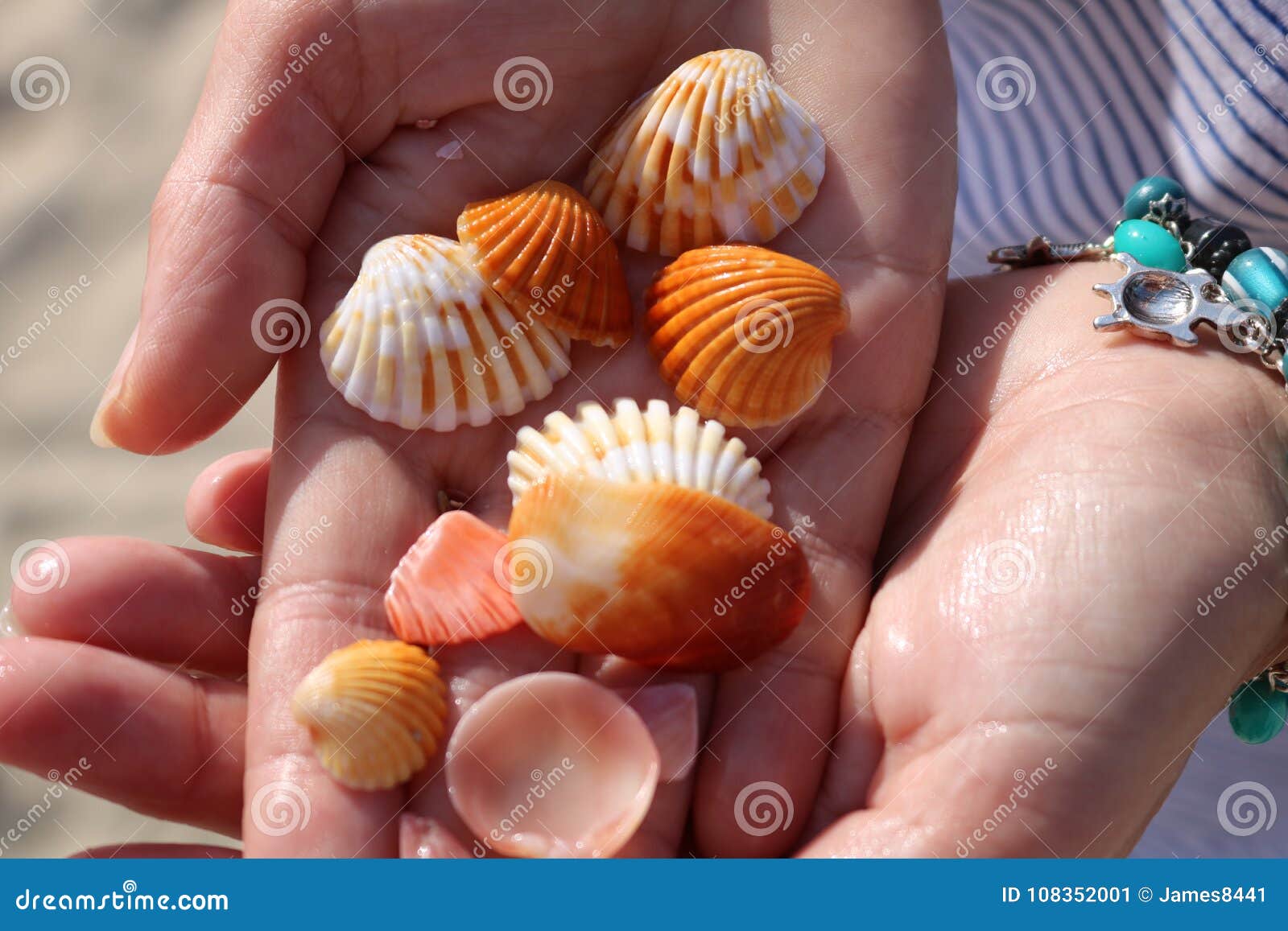 Shells in the hands. stock image. Image of marine, summer - 108352001