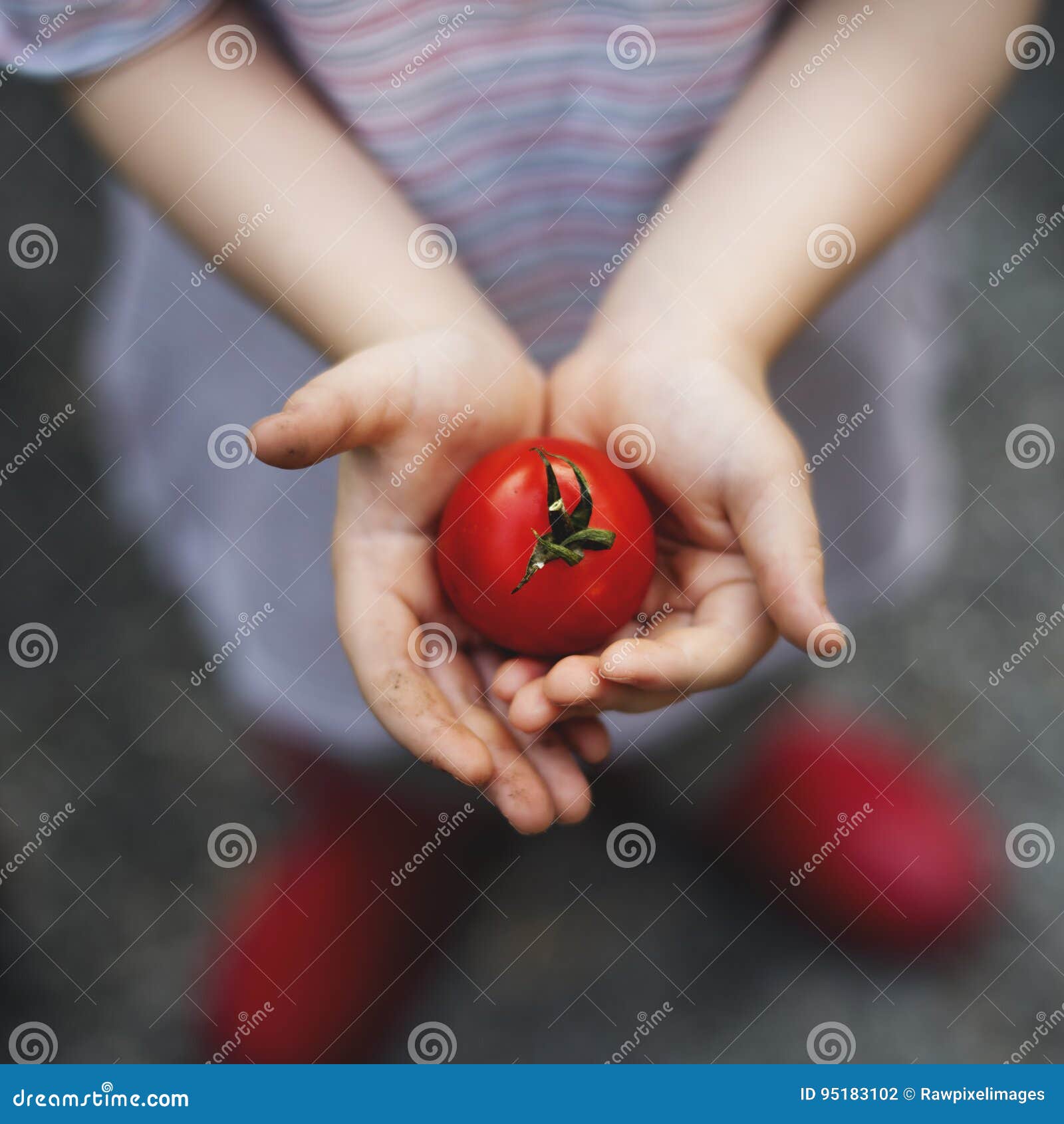 Girl Holding Tomato Vegetable Crop Stock Photo - Image of female ...