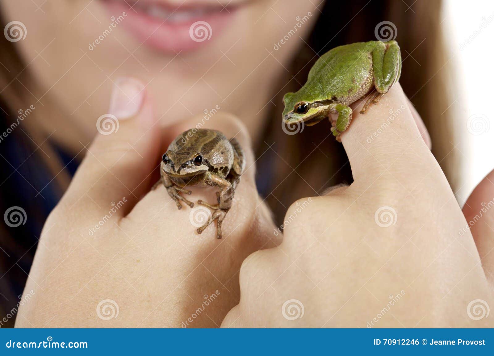 Girl Holding Two Oregon Tree Frogs Up Close Stock Photo - Image of ...